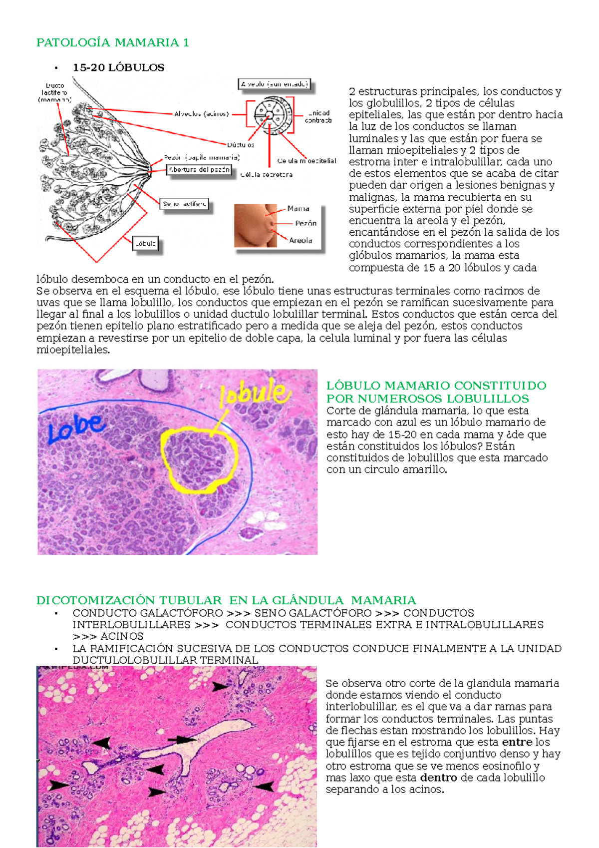 PatologíA Mamaria 1 - PATOLOGÍA MAMARIA 1 • 15-20 LÓBULOS 2 estructuras principales, los ...