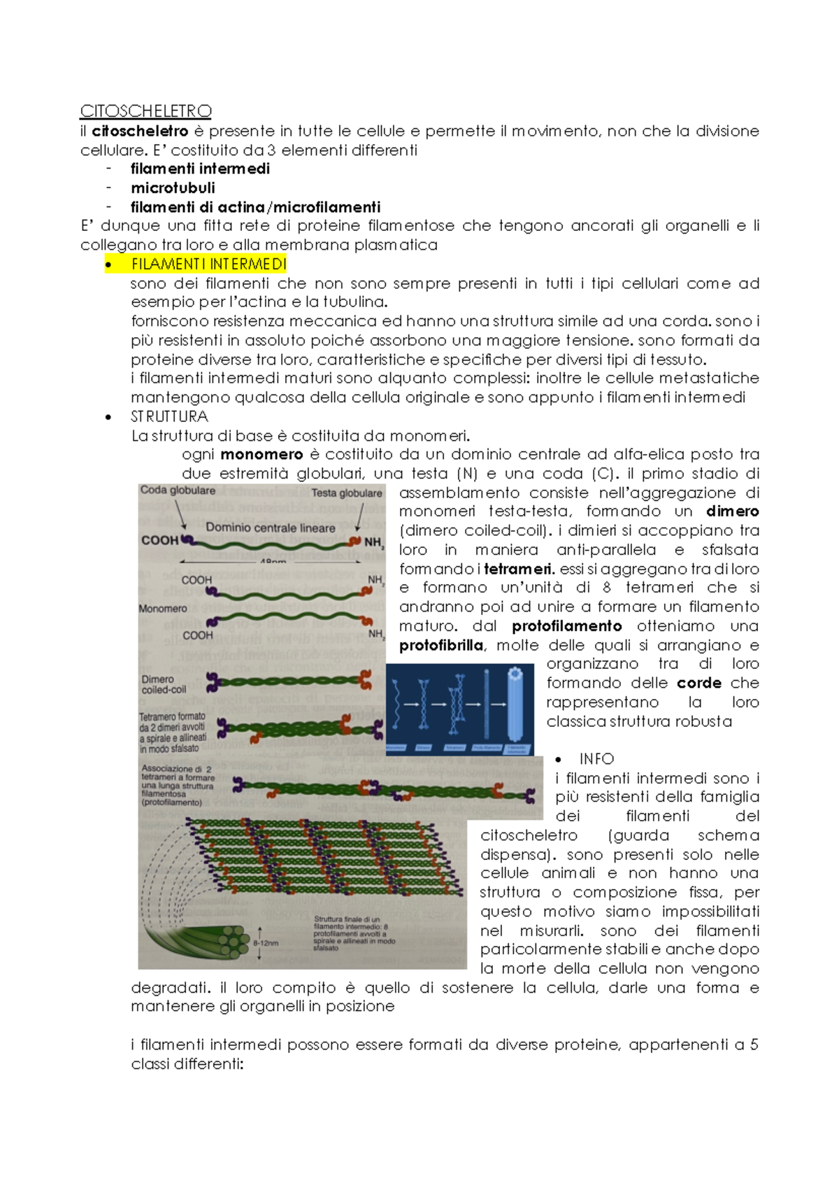 Citoscheletro - E’ costituito da 3 elementi differenti - filamenti ...