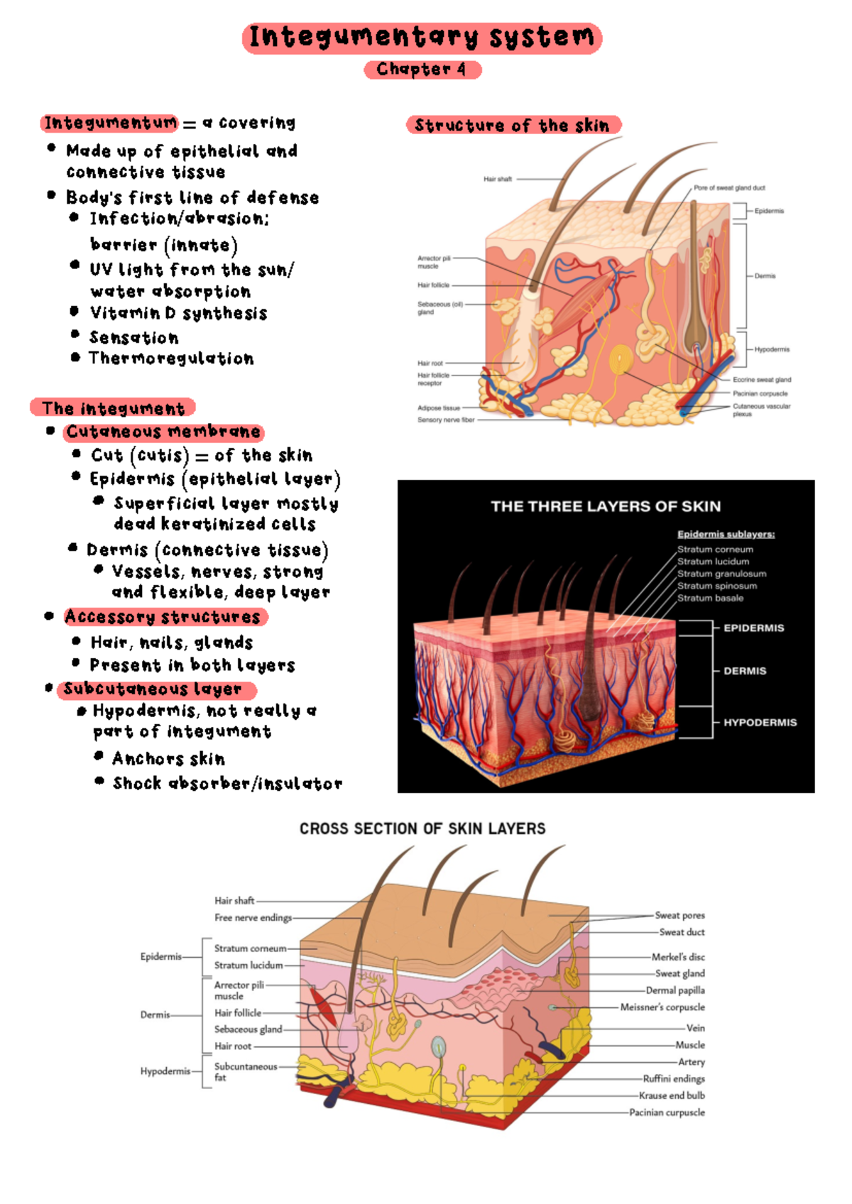 Integumentary System Notes - Integumentary system ####### Chapter 4 ...