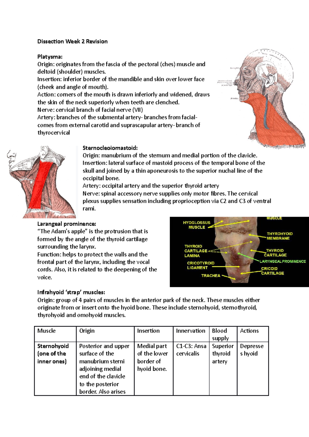 Dissection Week 2 Revision - Dissection Week 2 Revision Platysma ...