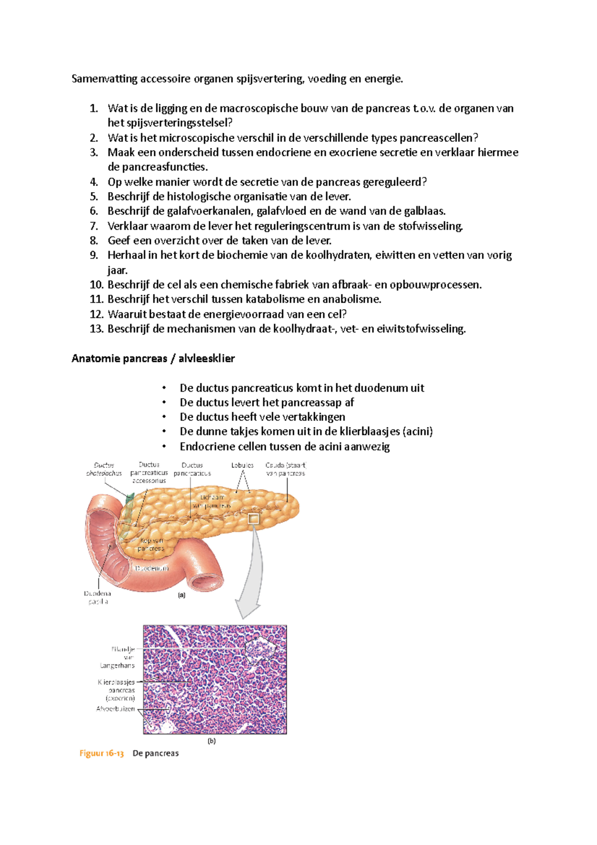Samenvatting accessoire organen spijsvertering - Wat is de ligging en ...