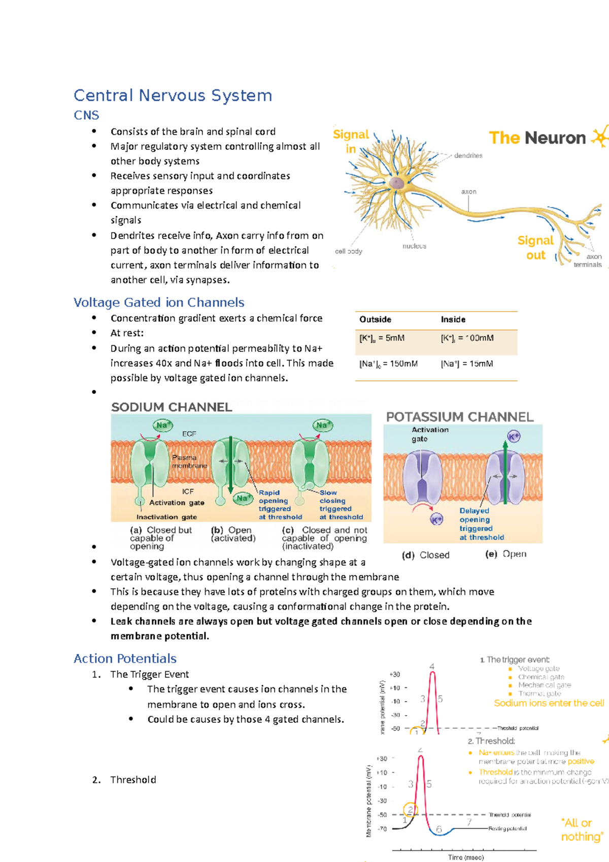 Physiology Module Central Nervous System notes - Central Nervous System ...