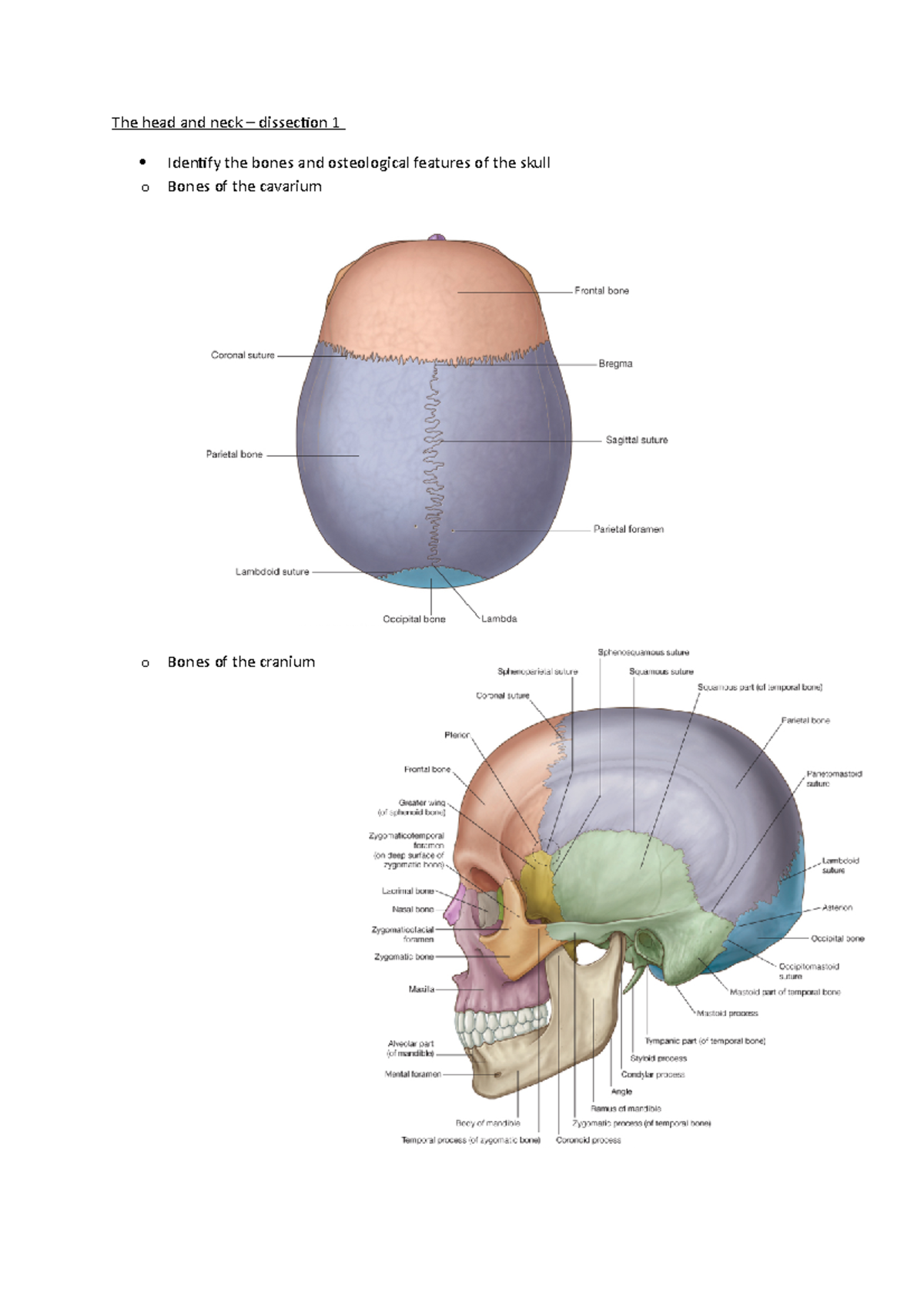 Head and neck dissection 1 - The head and neck – dissection 1 o ...