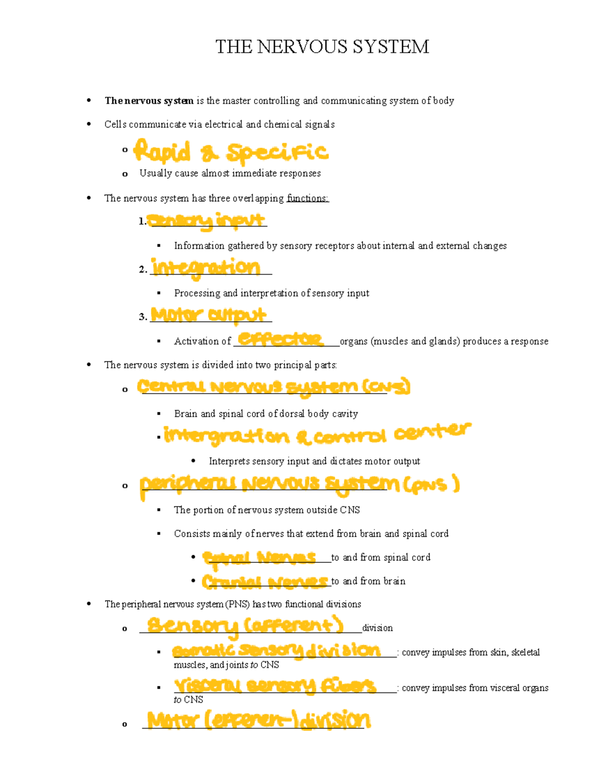 Nervous+System-Neuron+histology%2C+Impulses%2C+Synapses copy - THE ...