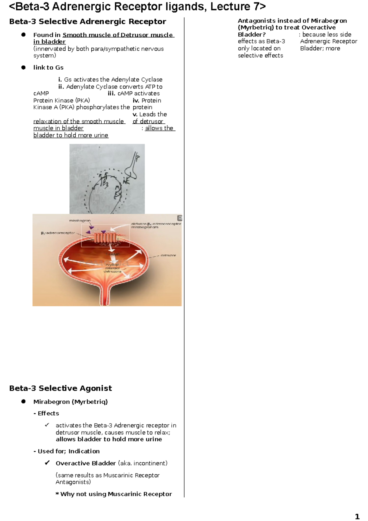 Pharmacology 1 - Beta-3 Adrenergic Receptor ligands (Lecture 7a)