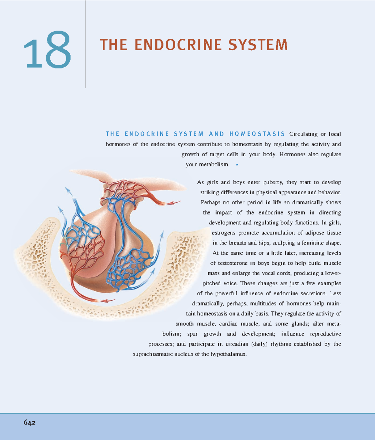 Endocrine system - 642 As girls and boys enter puberty, they start to ...