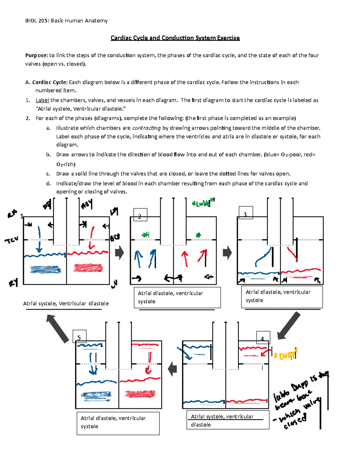 Cardiac Cycle, Conduction System Handout Spring 2020-final V2 - BIOL ...