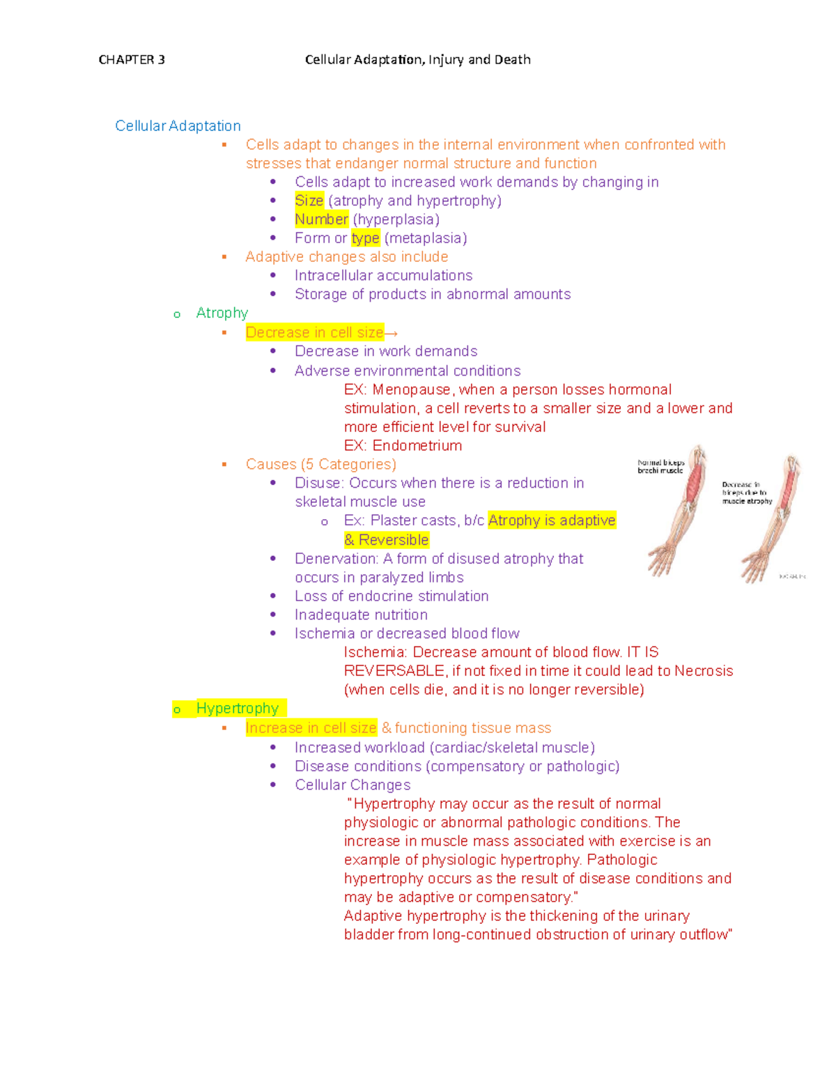 Cellular Adaptation. Injury, and Death - CHAPTER 3 Cellular Adaptation, Injury and Death ...