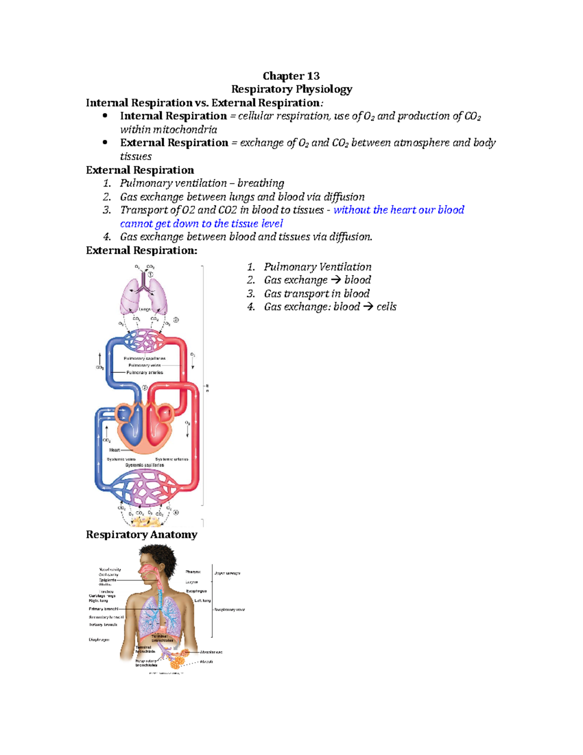 Chapter 13 External Respiration - Chapter 13 Respiratory Physiology ...