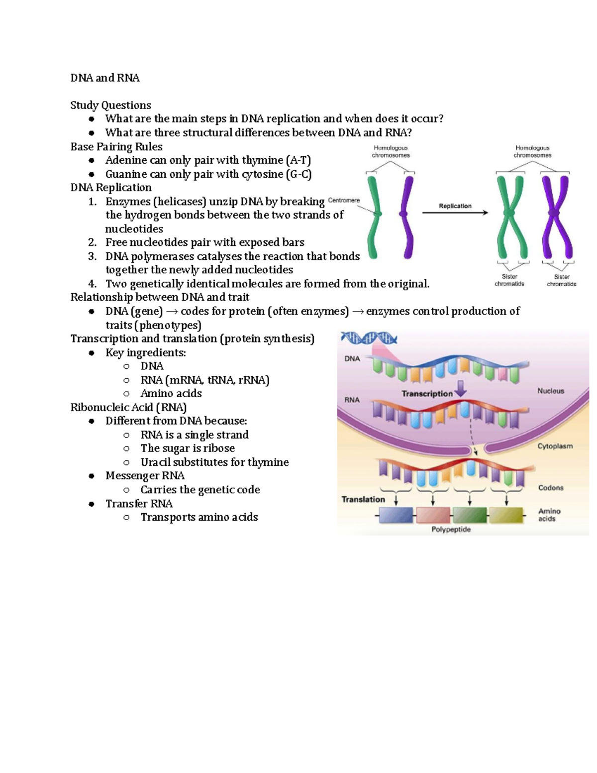 DNA and RNA - Taught at UNCA by Caroline Kennedy - DNA and RNA Study ...