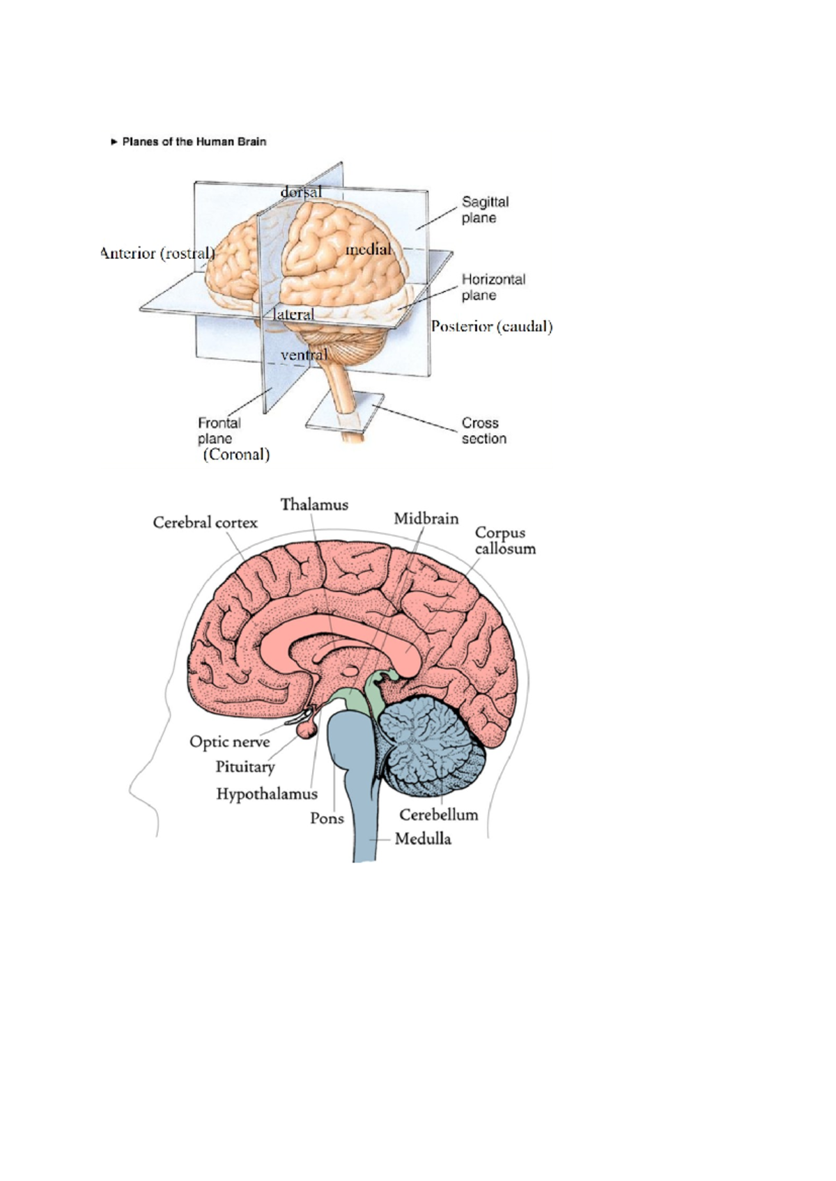 Brain structures - neuroanatomy - Biopsychology - - Studocu