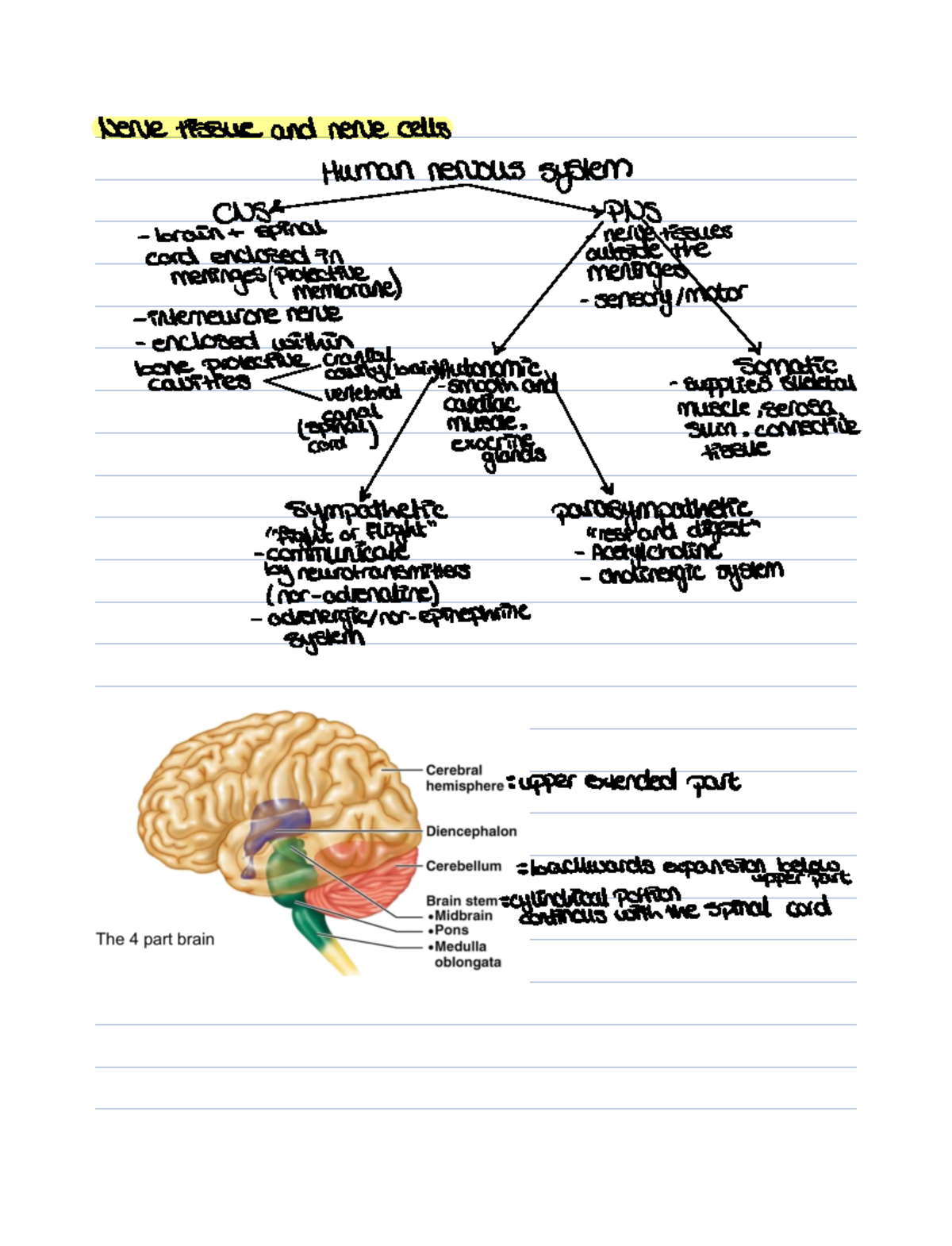 Nerve tissue and nerve cells - Nerve tissue and nerve cells ...