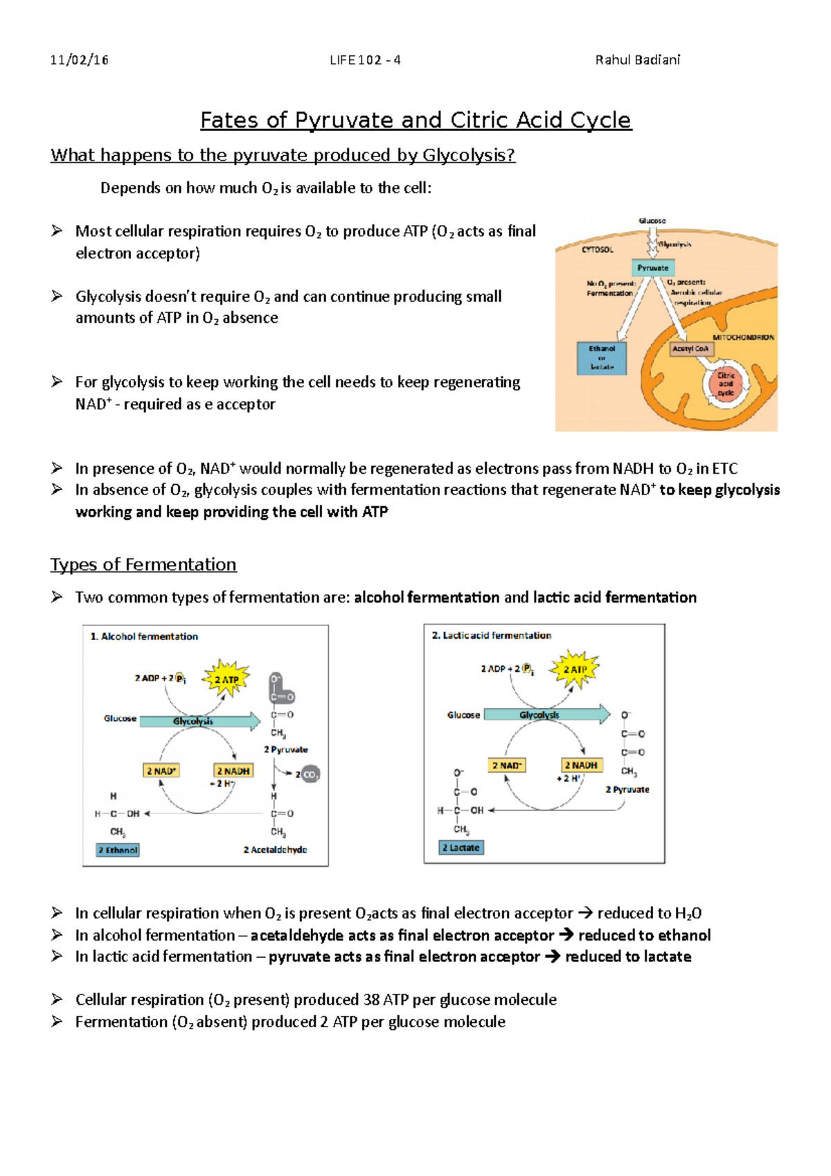 4 - Fates of Pyruvate and Citric Acid Cycle - Fates of Pyruvate and ...