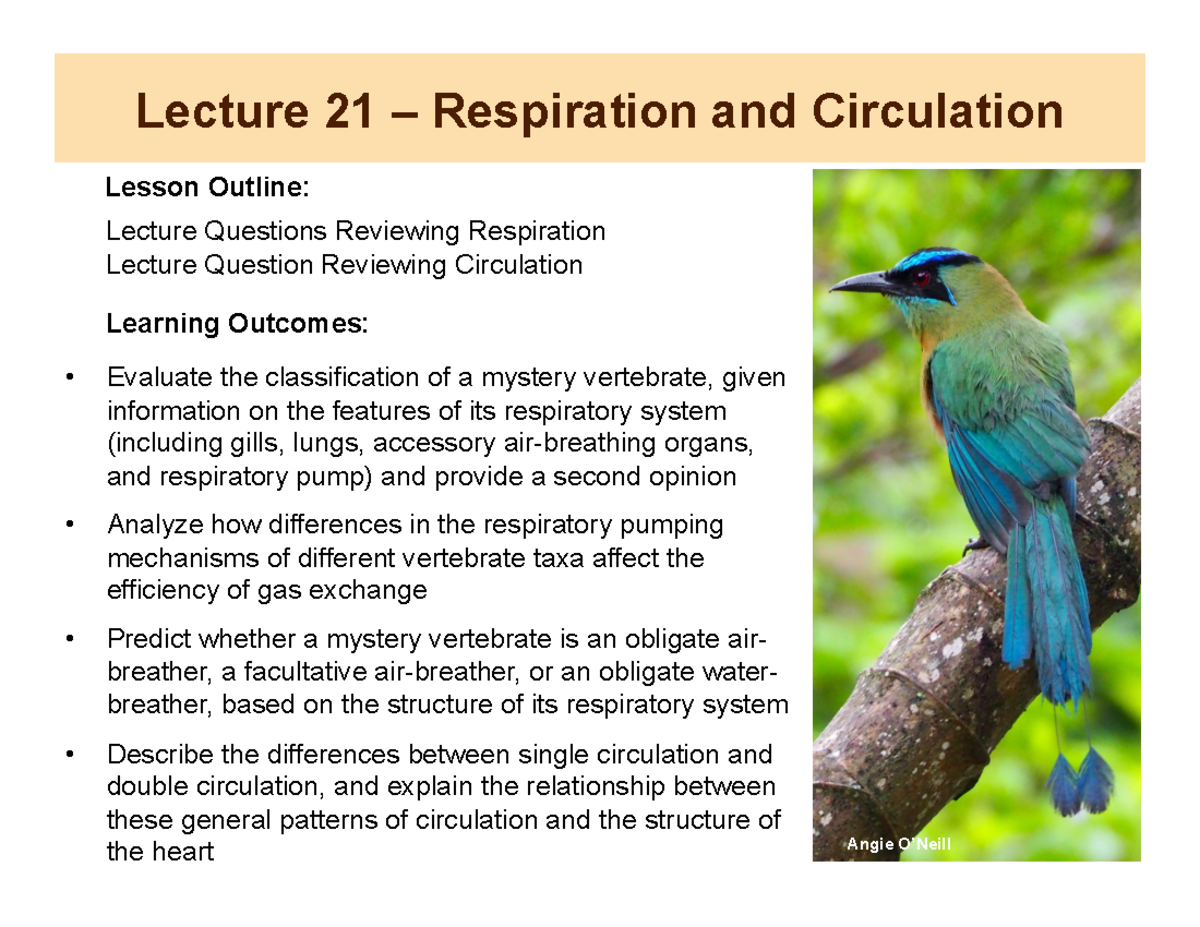Lecture 21 Lecture Slides Respiration and Circulation - Lesson Outline ...