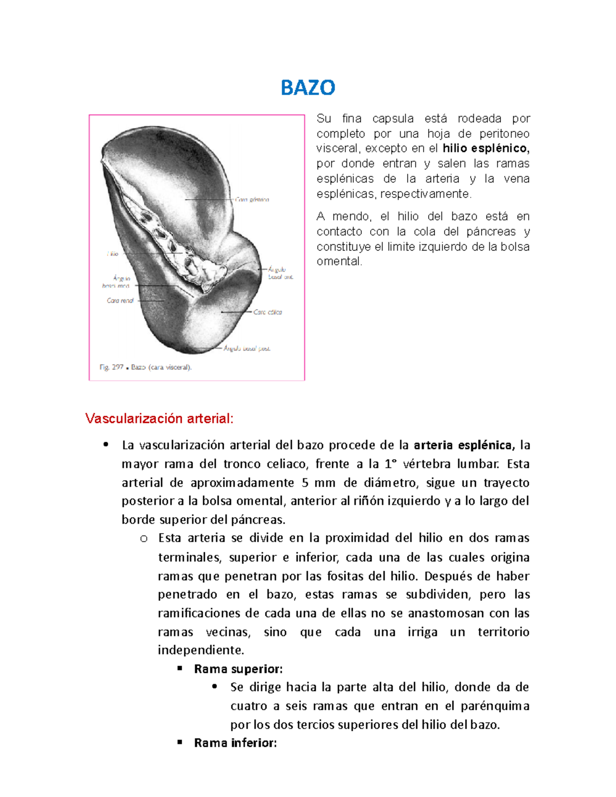 IRRIGACIÓN DEL BAZO - BAZO Su fina capsula está rodeada por completo ...