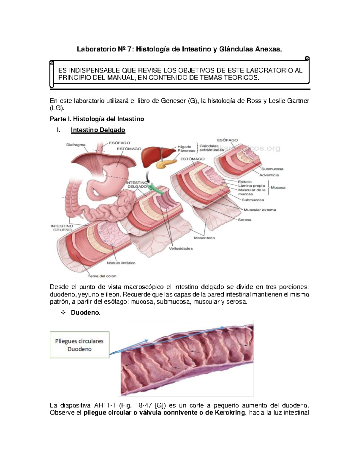 Lab 7 Micro II - Resumen Anatomía II - Laboratorio Nº 7: Histología de ...