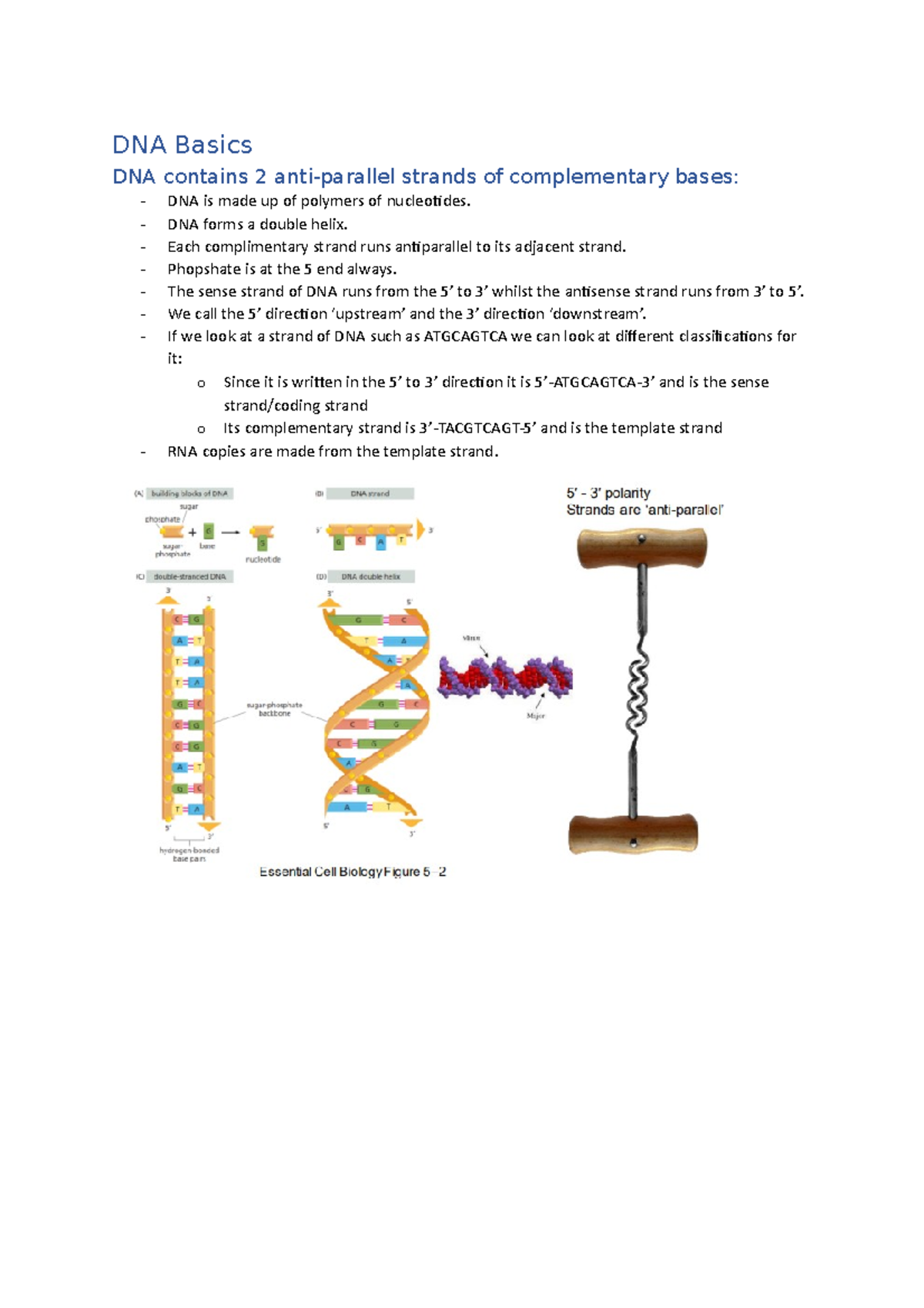 DNA Basics - DNA DNA - DNA Basics DNA contains 2 anti-parallel strands ...
