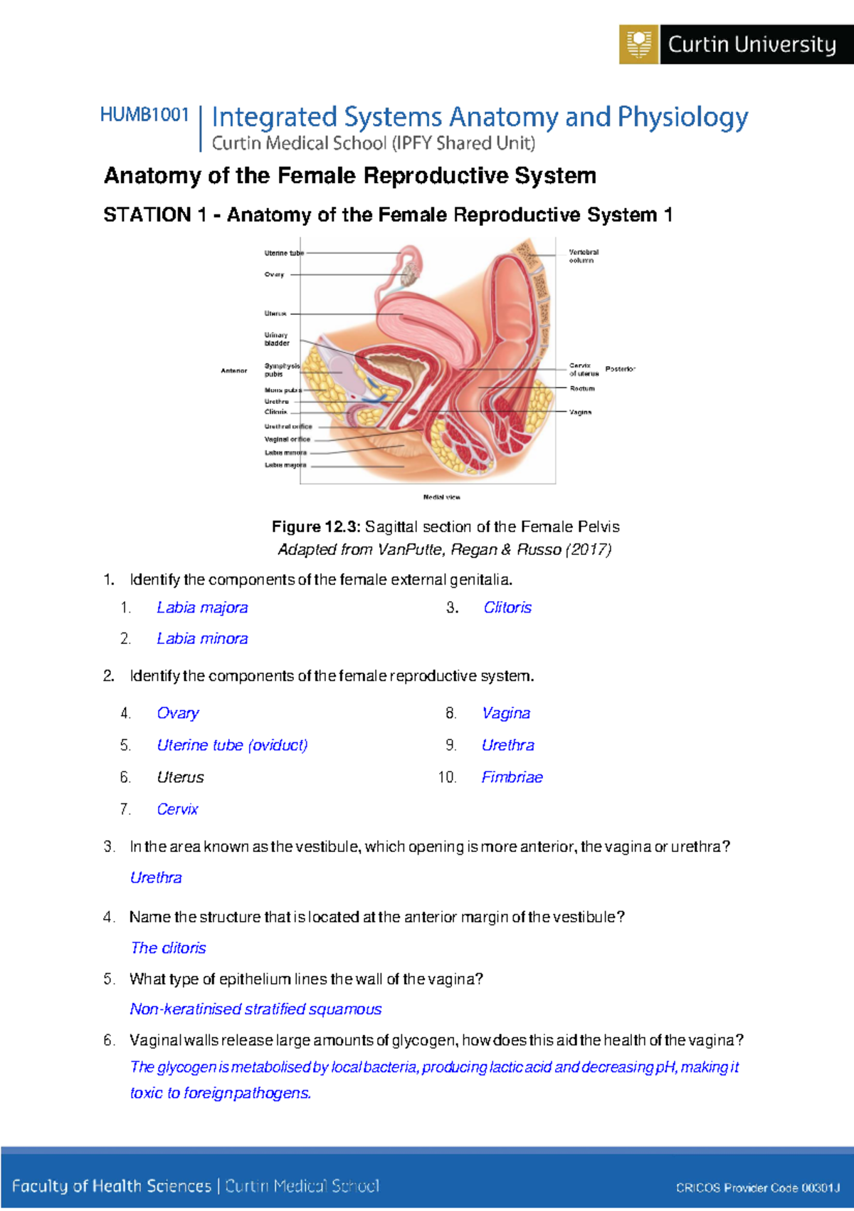 Female Reproductive System Anatomy and Physiology Answers - Anatomy of ...