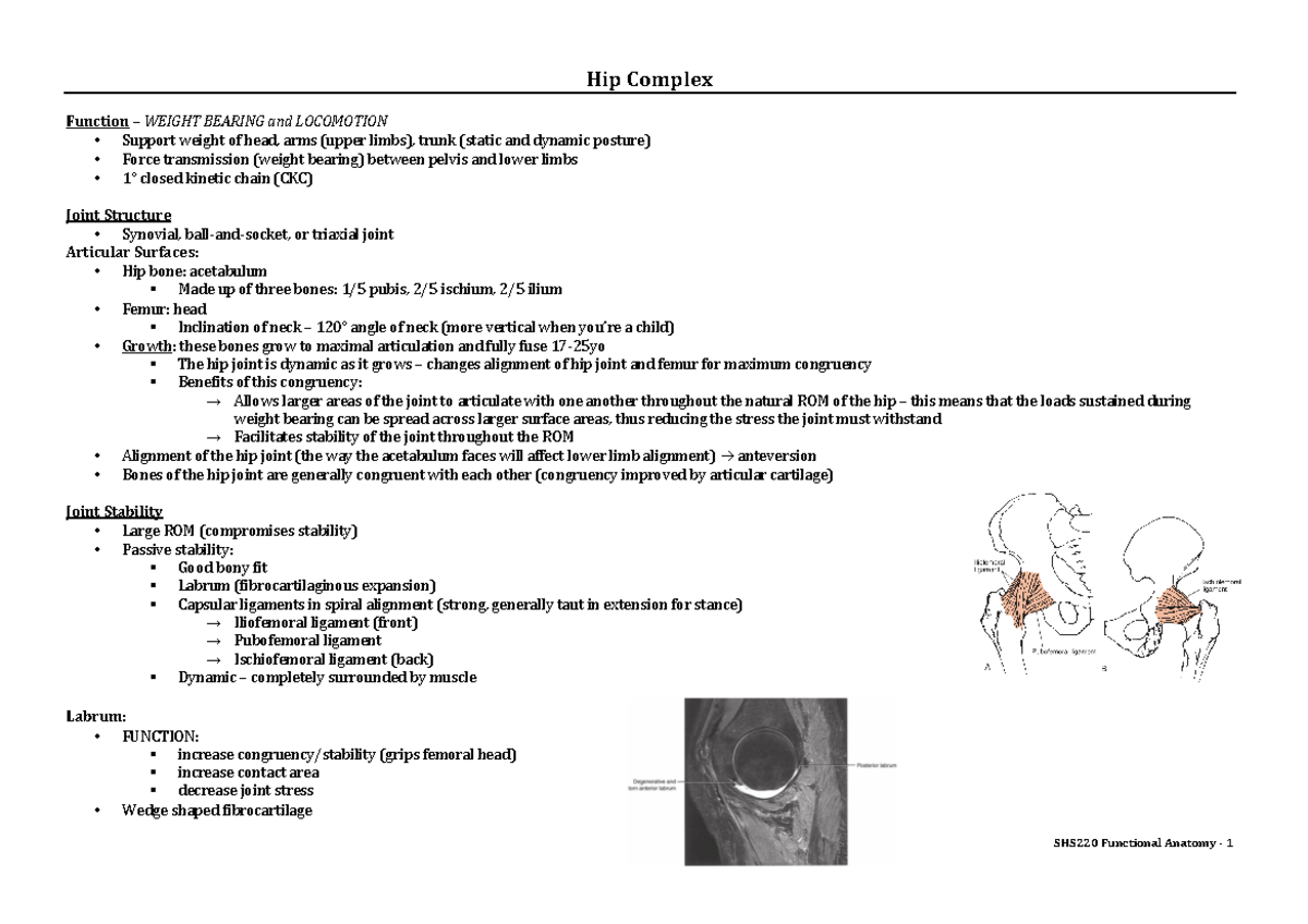 Summary - Hip Complex Notes - Hip Complex Function – WEIGHT BEARING and ...