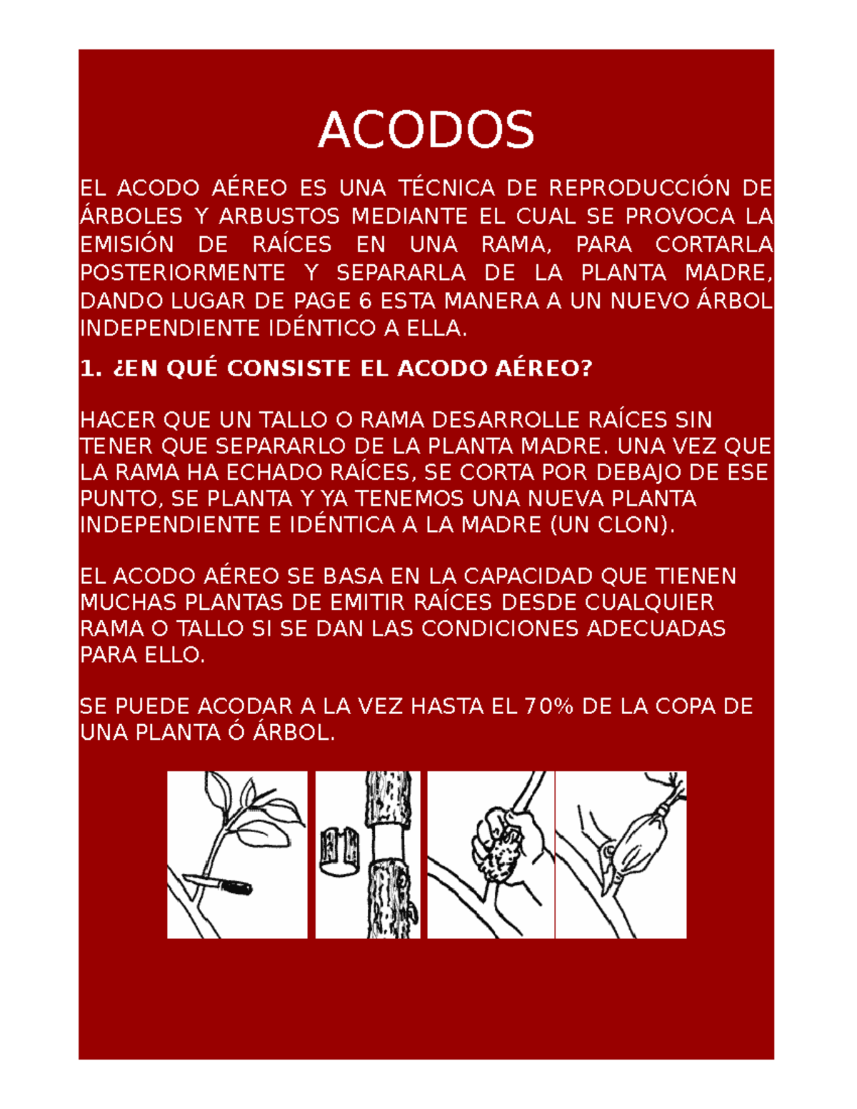 Como se realizan los acodos, pasos, y todo lo que necesitas - ACODOS EL ...