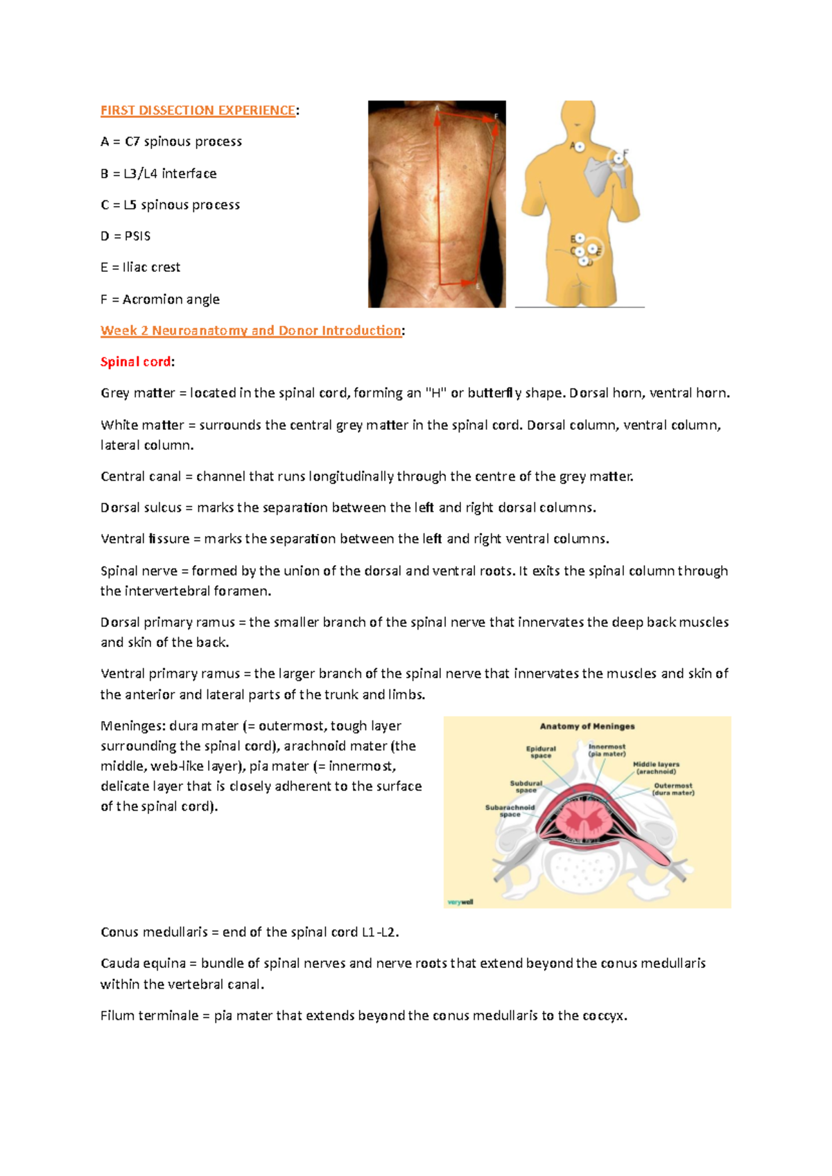 PRAC EXAM Preparation - FIRST DISSECTION EXPERIENCE: A = C7 spinous ...