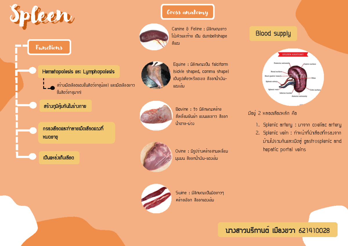 function,anatomy and histology of spleen - Spleen Spleen Hematopoiesis ...