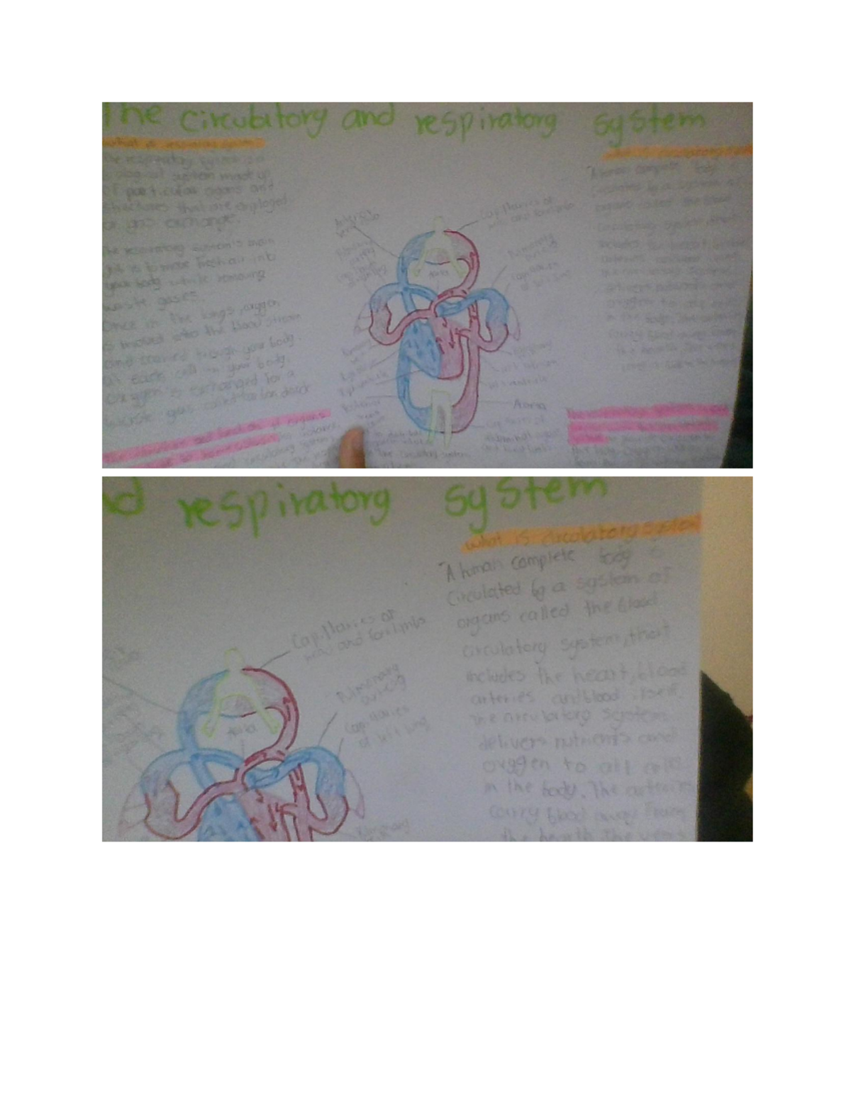 Kami Export - Project Modeling Organ System Interactions - HIS 4115 ...