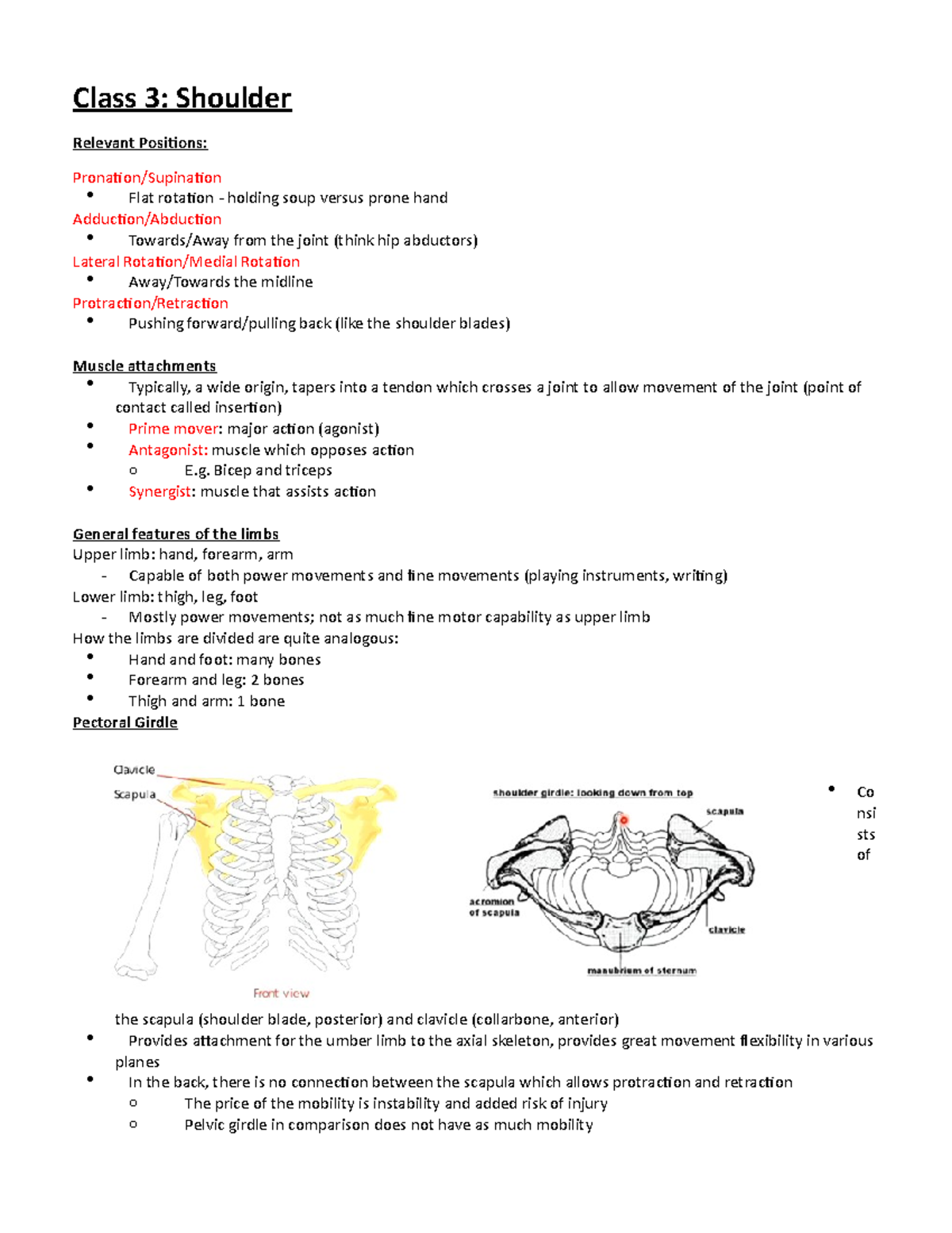 Upper Limb notes - Class 3: Shoulder Relevant Positions: Pronation ...