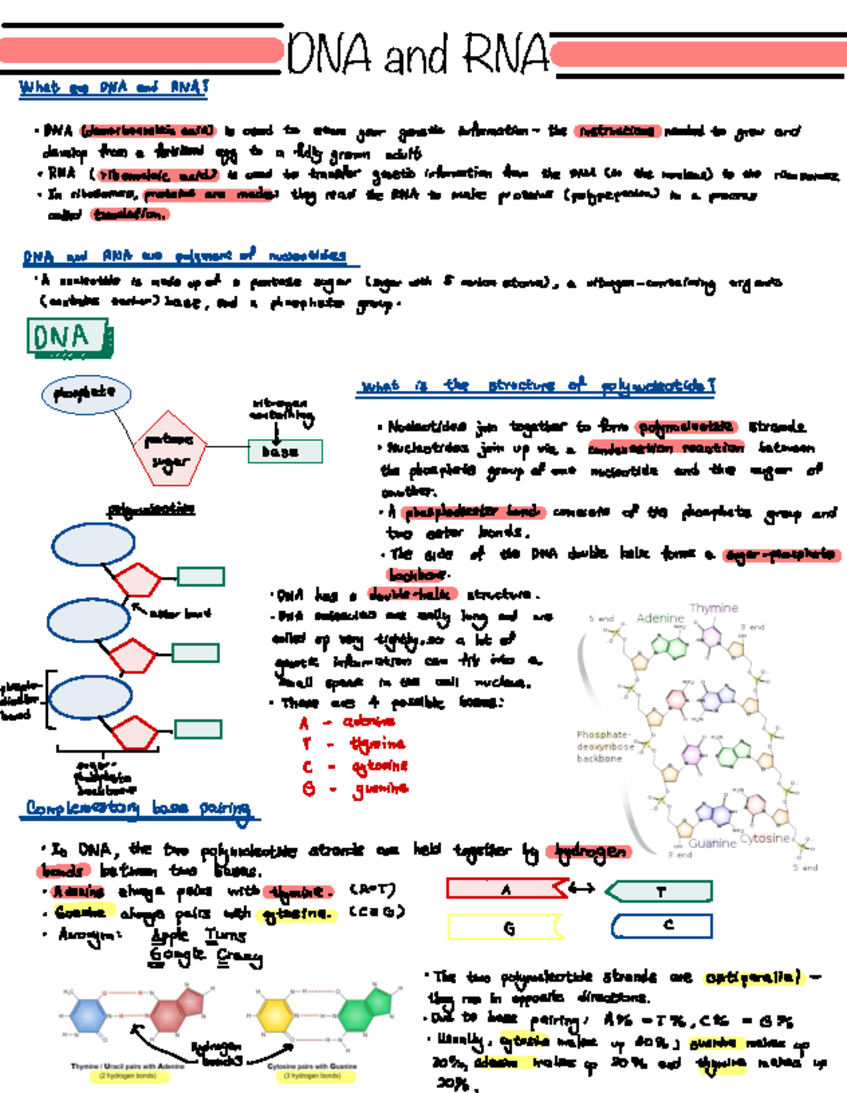 DNA and RNA Notes - DNA and RNA DNA ldeoxribonuele acid) is used to ...