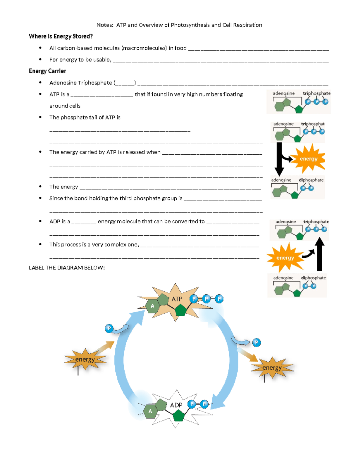 Notes 1 Overview ATP Cell Res Photo - Notes: ATP and Overview of ...