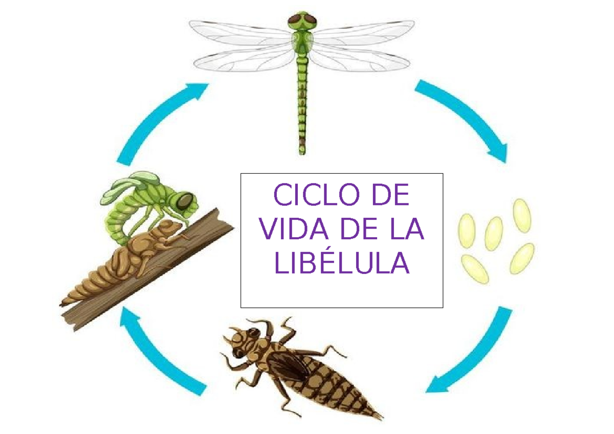 Ciclo De Vida De Las Hepatofitas