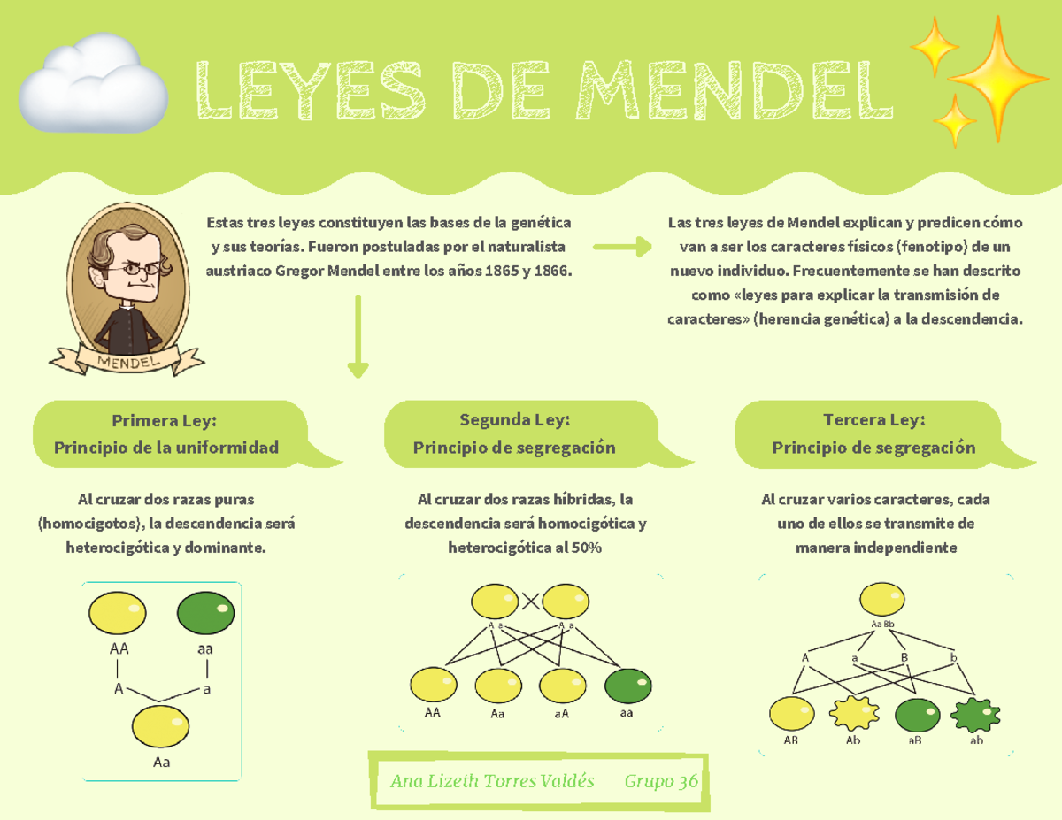 Leyes De Mendel - LEYES DE MENDEL Estas tres leyes constituyen las bases de la genética y sus ...