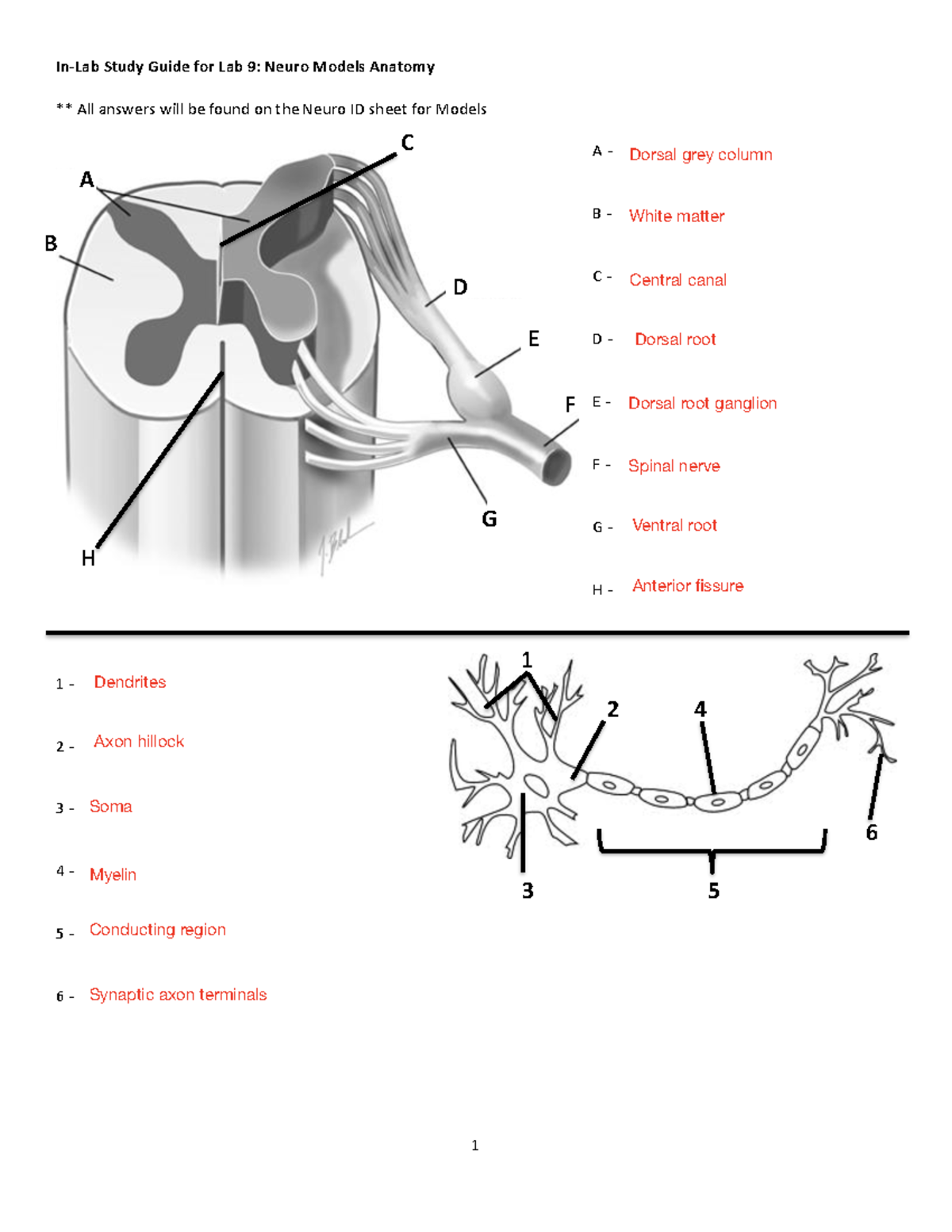 9- In-Lab Study Guide for Lab 9 - In-Lab Study Guide for Lab 9: Neuro ...