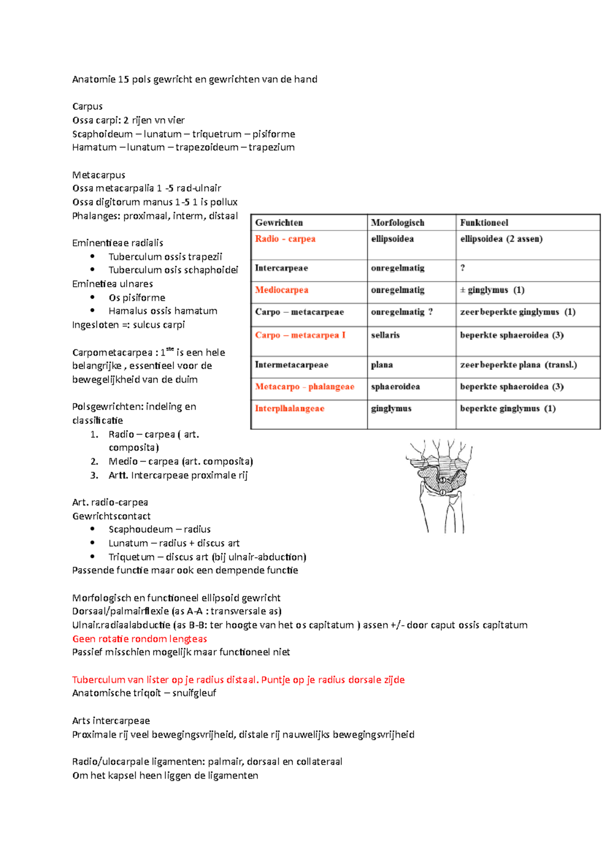 Anatomie gewricht hand en spieren onderarm - Anatomie 15 pols gewricht ...