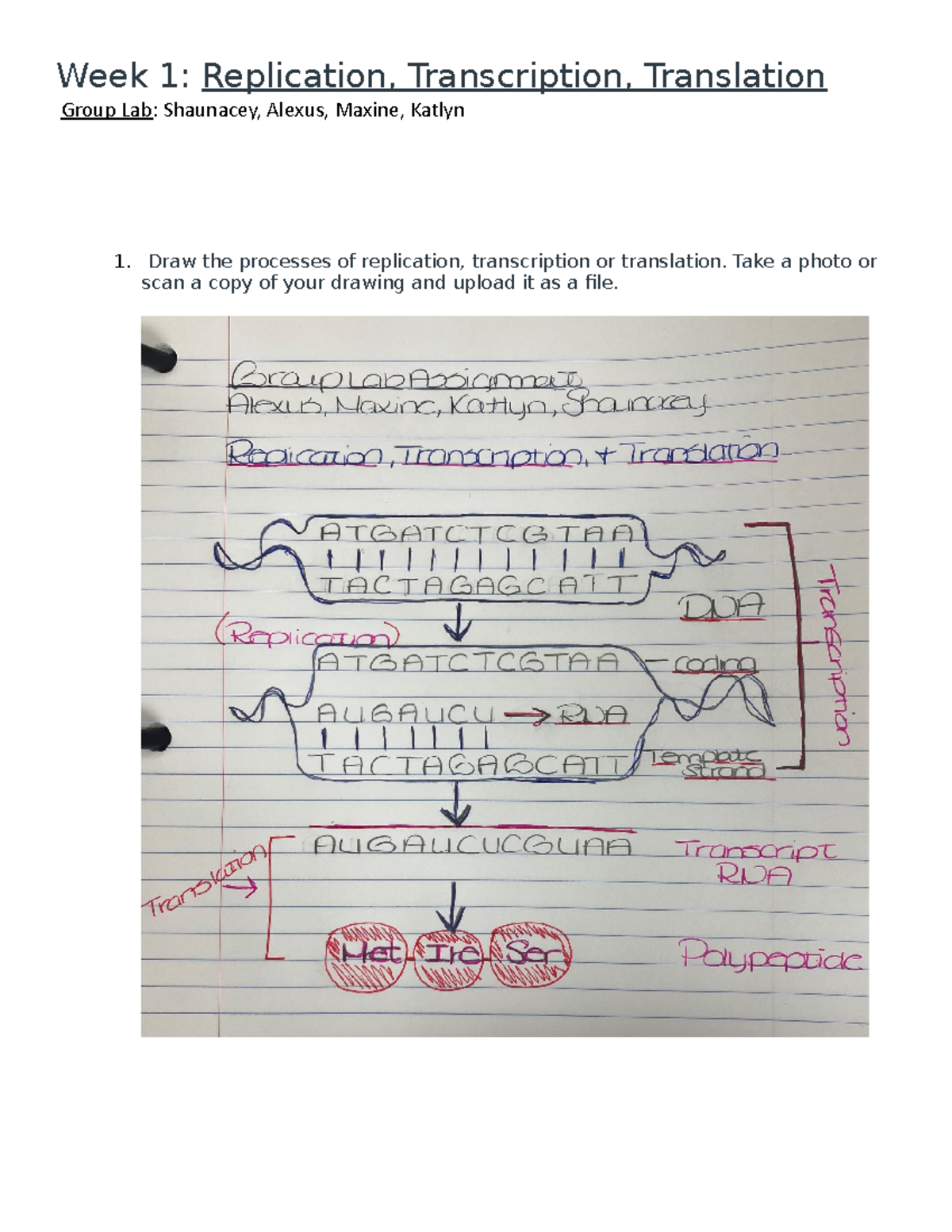 Week 1 Replication Translation and Transcription - Week 1: Replication ...