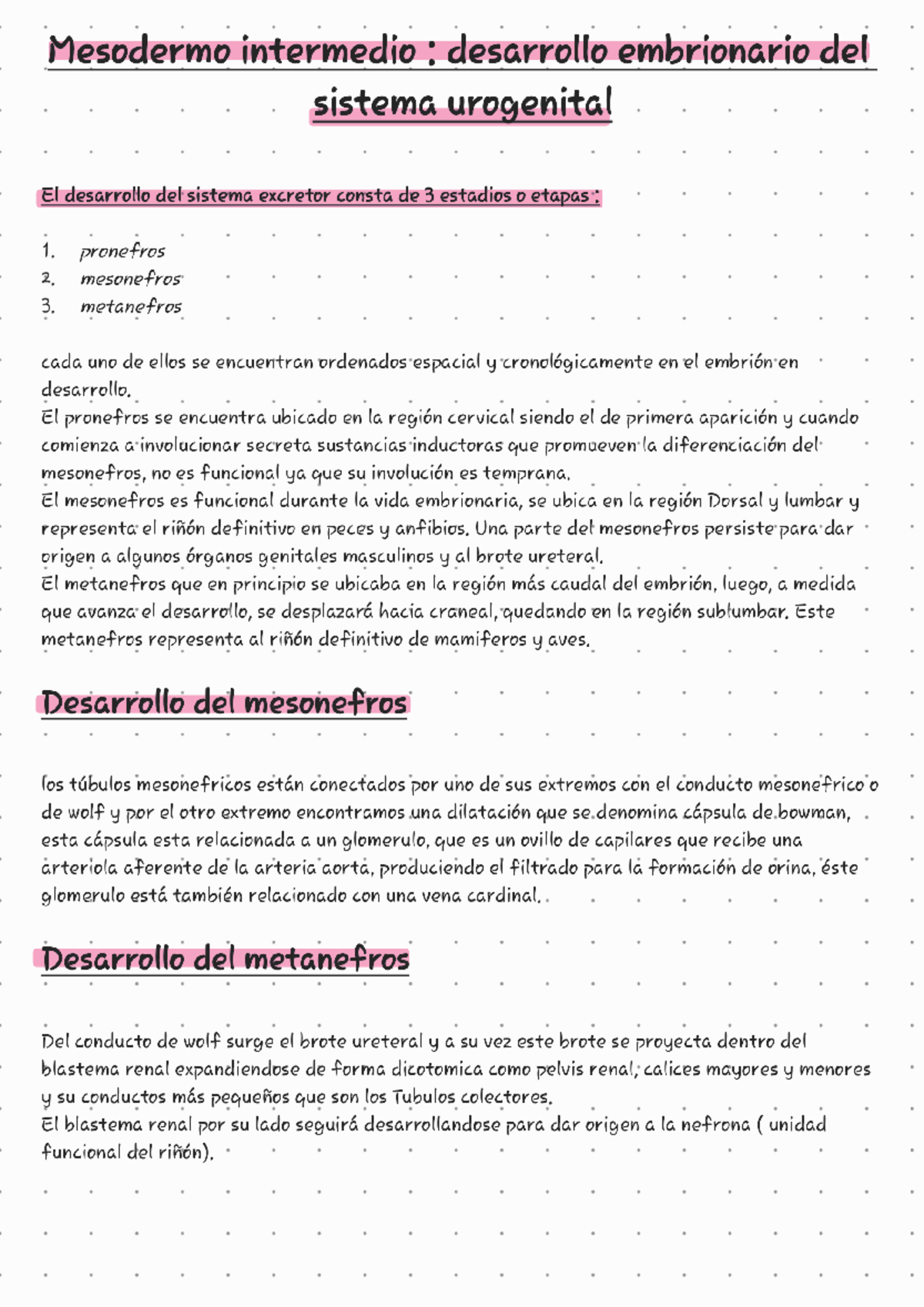 Teorico mesodermo intermedio 240504 133304 - Mesodermo intermedio ...