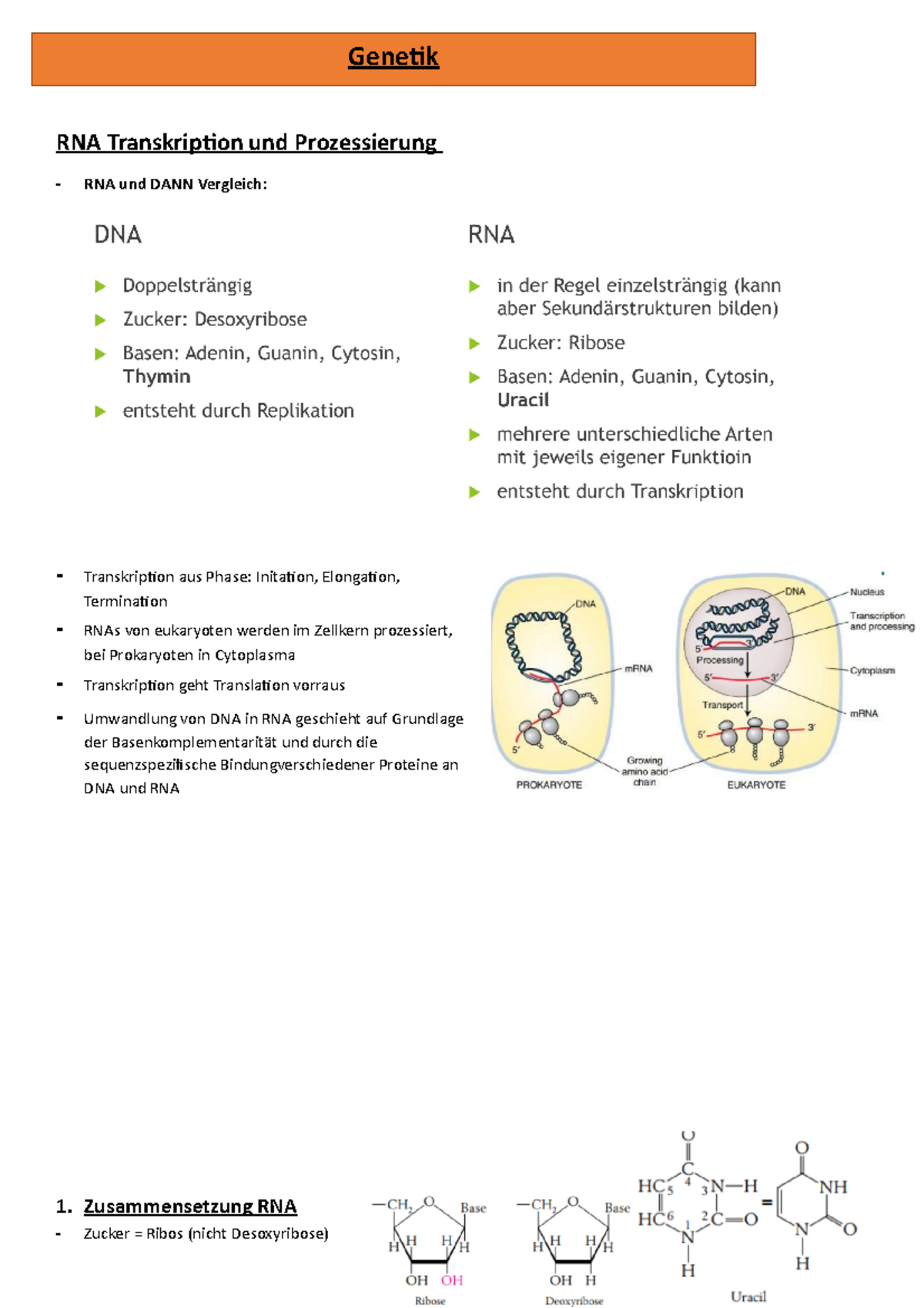 4.Genetik 22/23 - RNA Transkription und Prozessierung - RNA und DANN ...