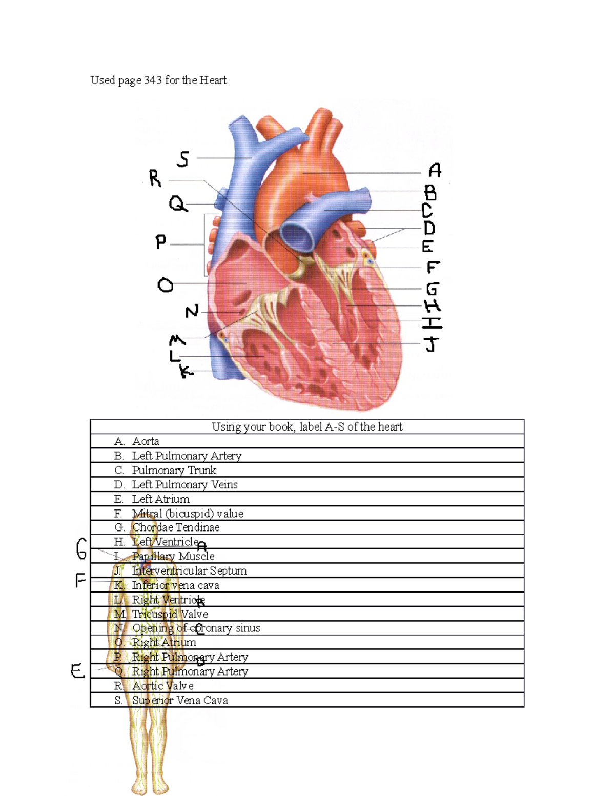Cardiovascular-lymph - Used page 343 for the Heart Using your book ...