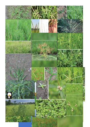 THE Insect Digestive System - LIFE PROCESSES IN INSECTS For Maintenance ...