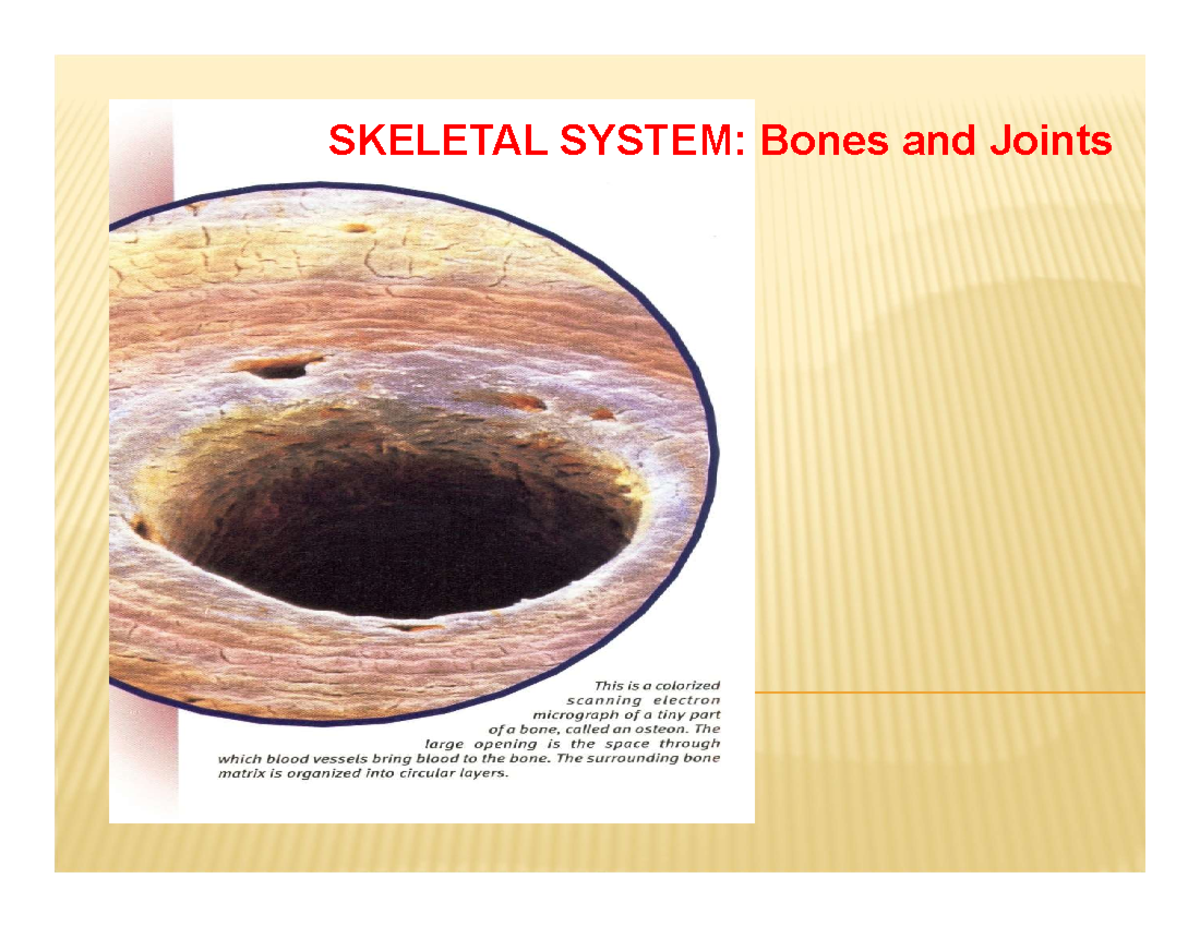 Introduction to Skeletal System - SKELETAL SYSTEM: Bones and Joints ...
