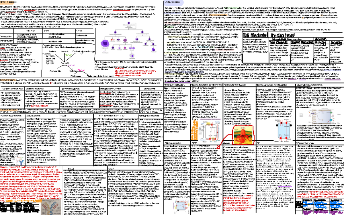 Cheat Sheets - Blood & immune blood basics: albumin- maintains blood ...