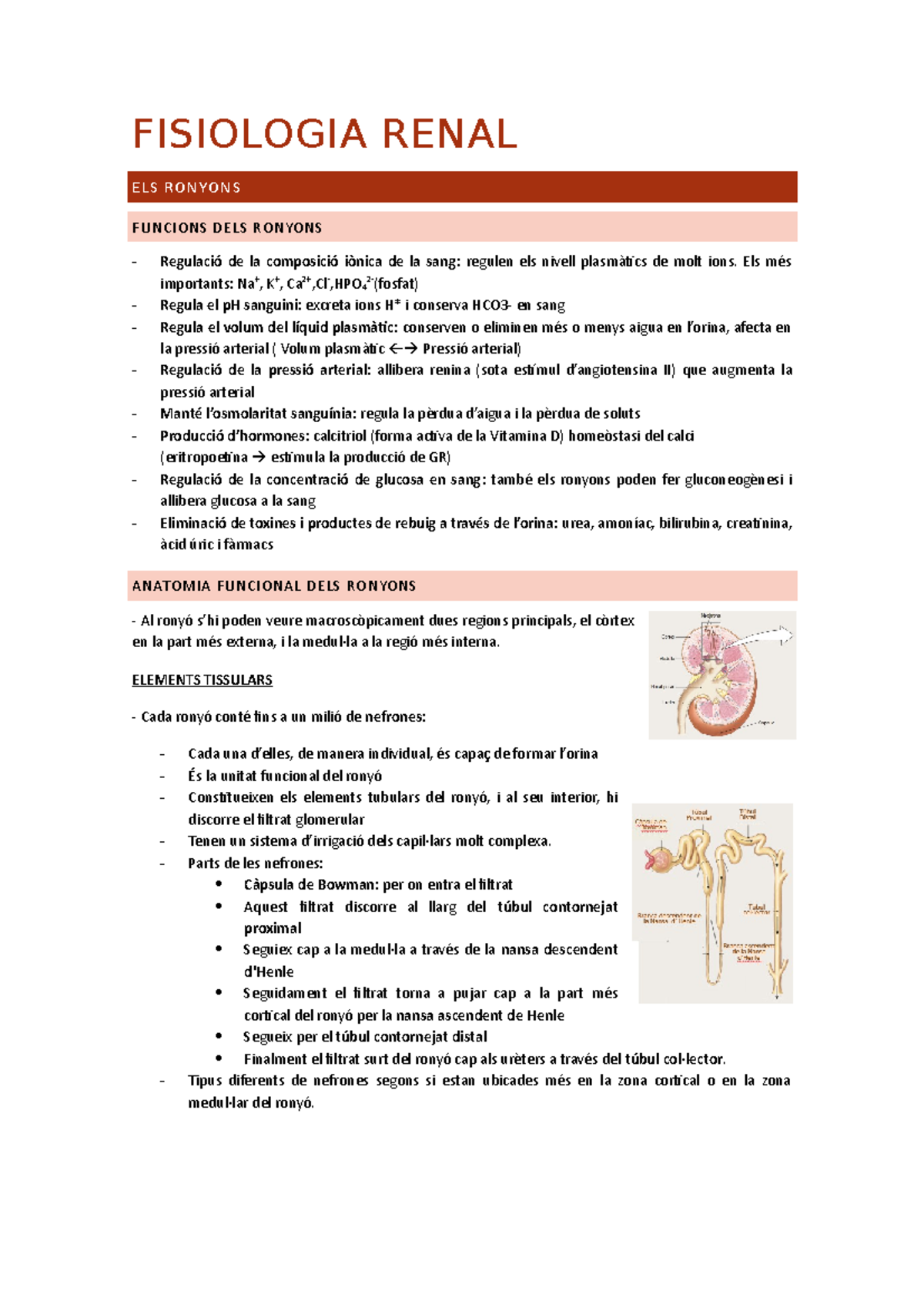 Fisiologa Renal - FISIOLOGIA RENAL ELS RONYONS FUNCIONS DELS RONYONS ...