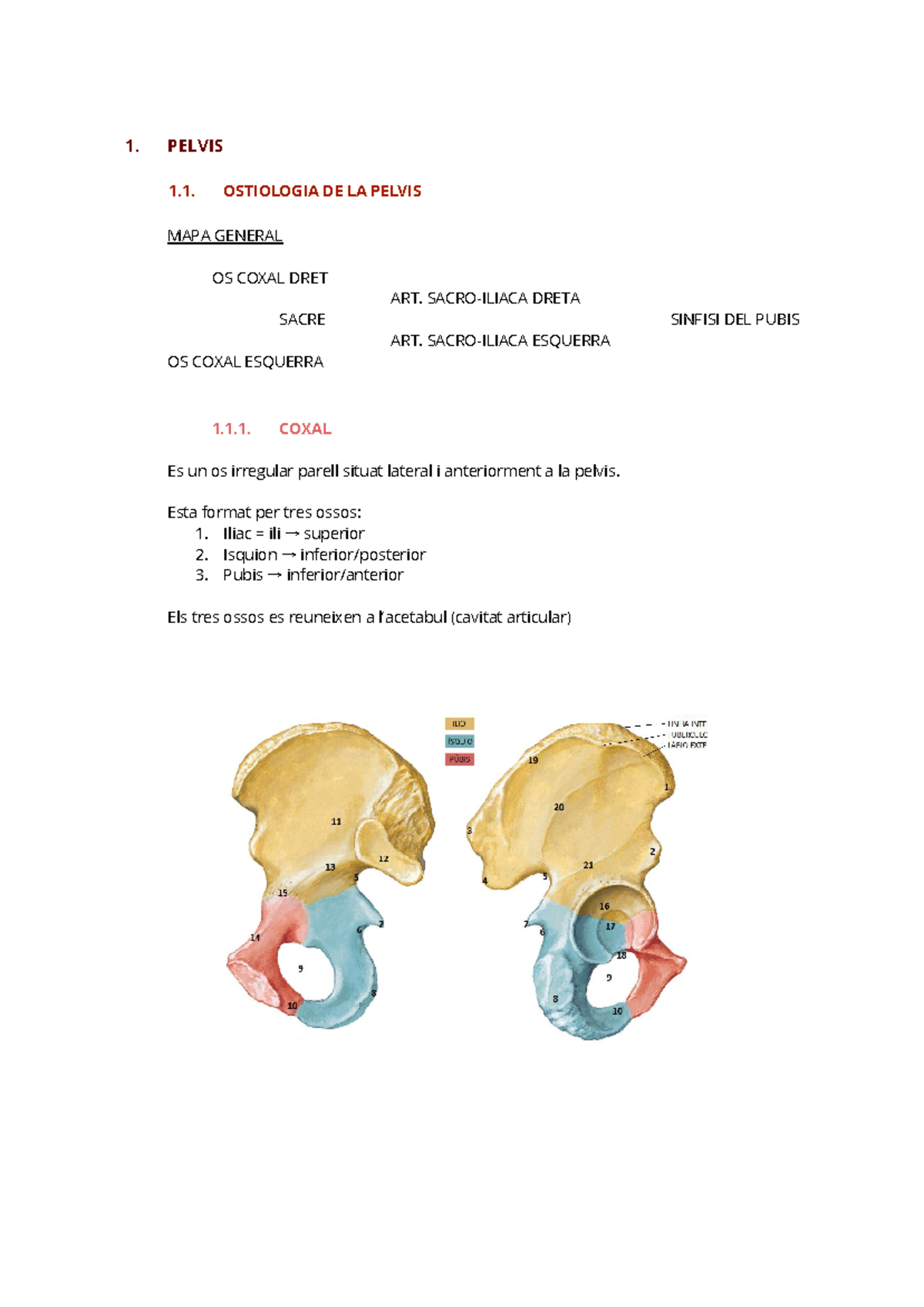 Extremitat Inferior (Anatomia CAFE - EUSES) - 1. PELVIS 1. OSTIOLOGIA ...