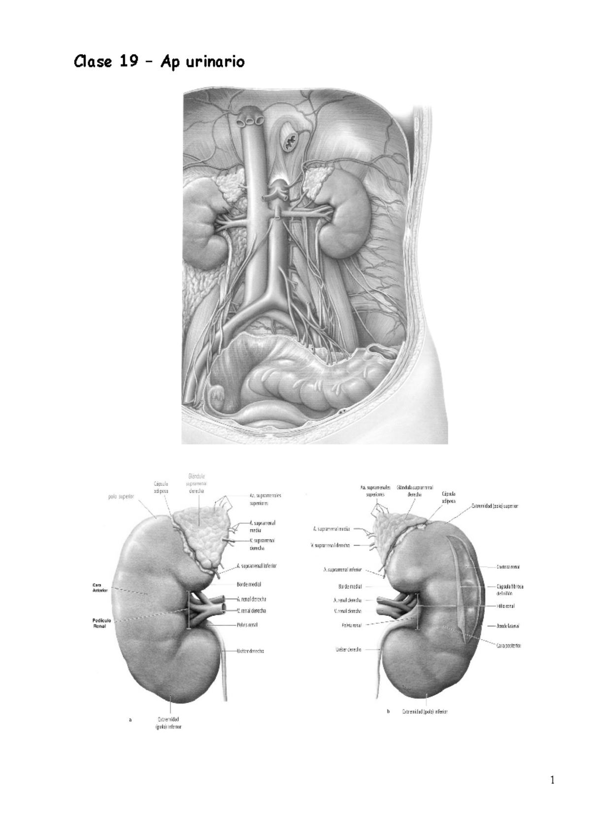 Clase 19-aparato urinario - Clase 19 Ap urinario Glándula Capsula ...