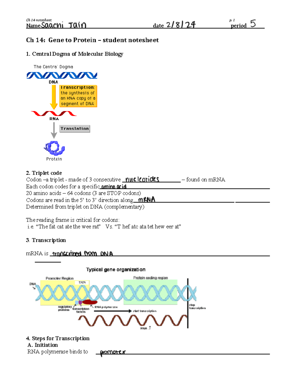 Ch 14 - Gene to Protein - student notes - Name date period Ch 14: Gene ...