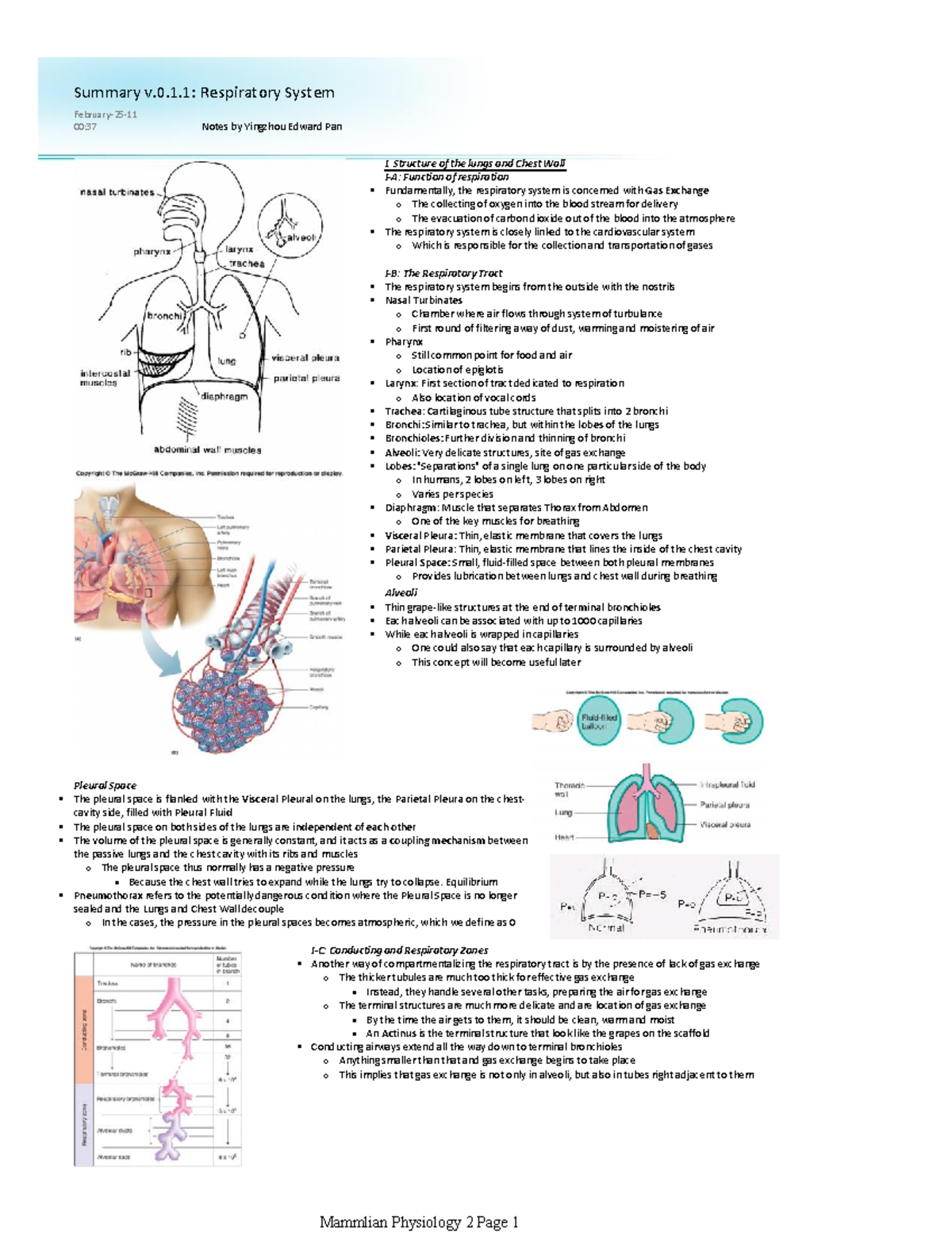 Respiratory notes - I. Structure of the lungs and Chest Wall I-A ...