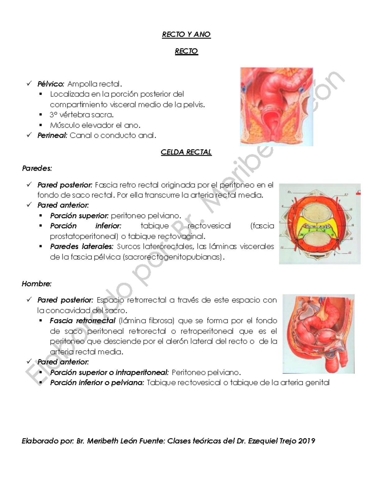 Anatomia de Abdomen y Pelvis - Recto y Ano - RECTO Y ANO RECTO PÈlvico ...