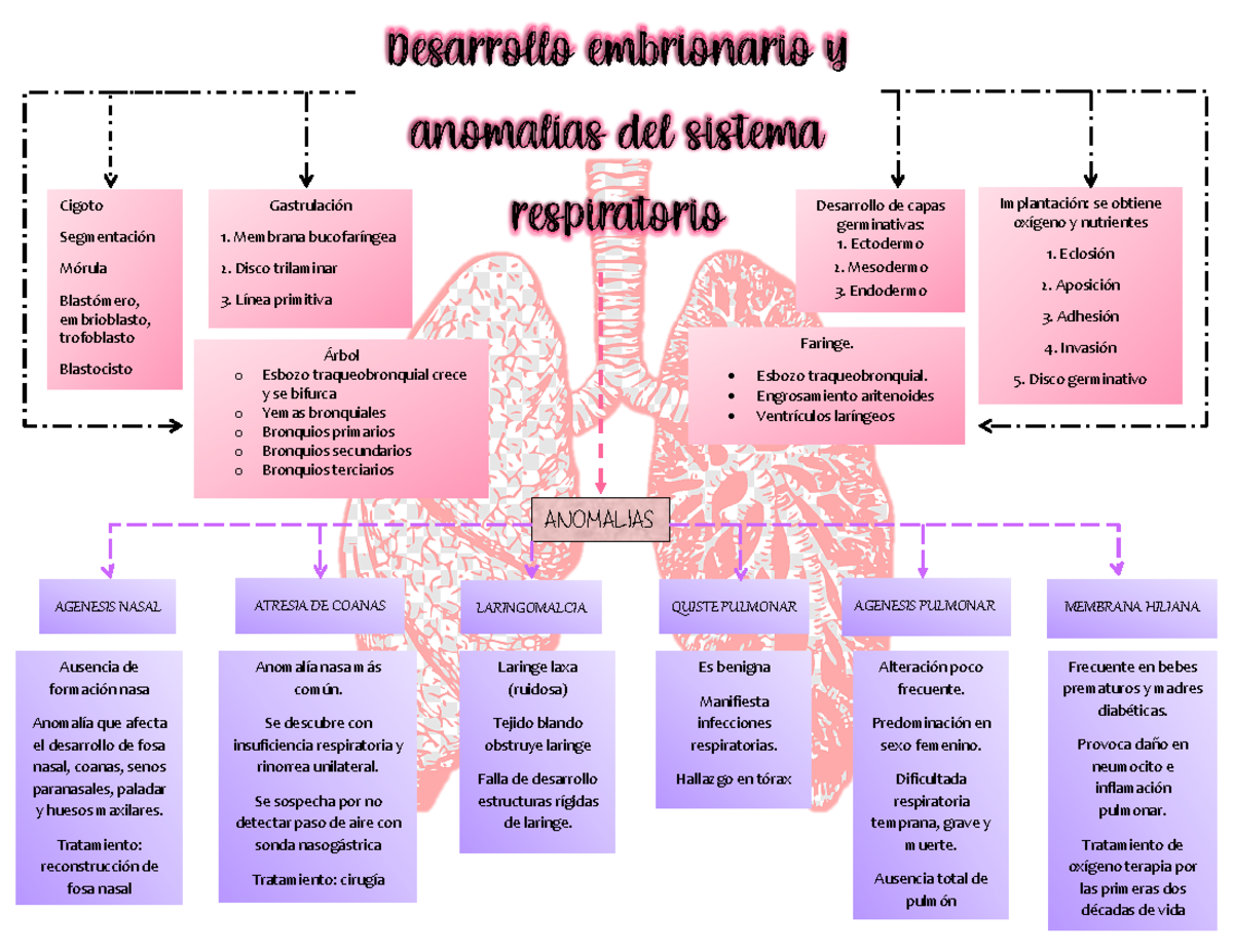 D.E. Respiratorio - Warning: TT: undefined function: 32 Cigoto Segmentación Mórula Blastómero ...