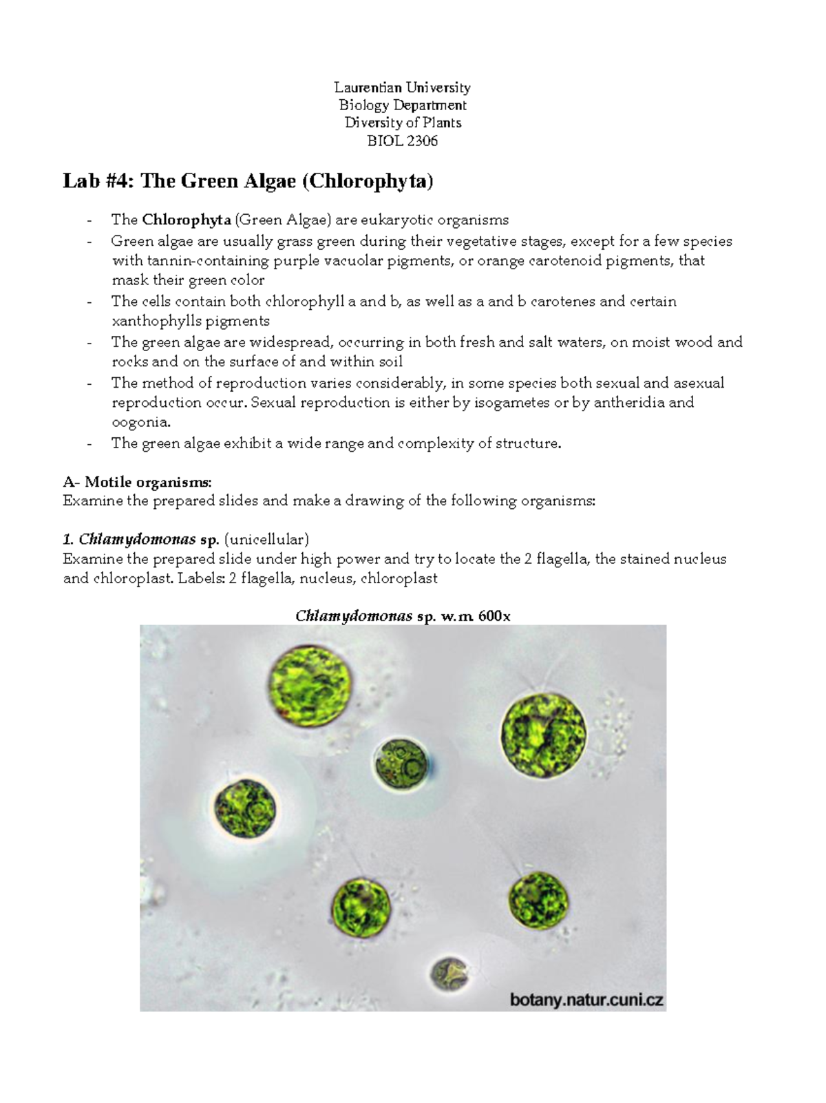 BIOL2306 #04 2021 - Green, Brown, and Red algae - Laurentian University ...