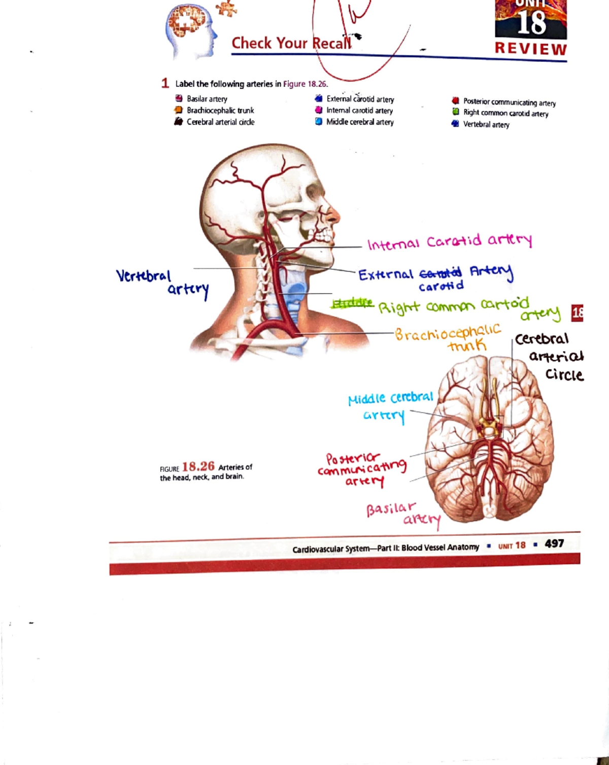 Cardiovascular system lab report - blood vessels - 1' ~ if1:'o Check ...